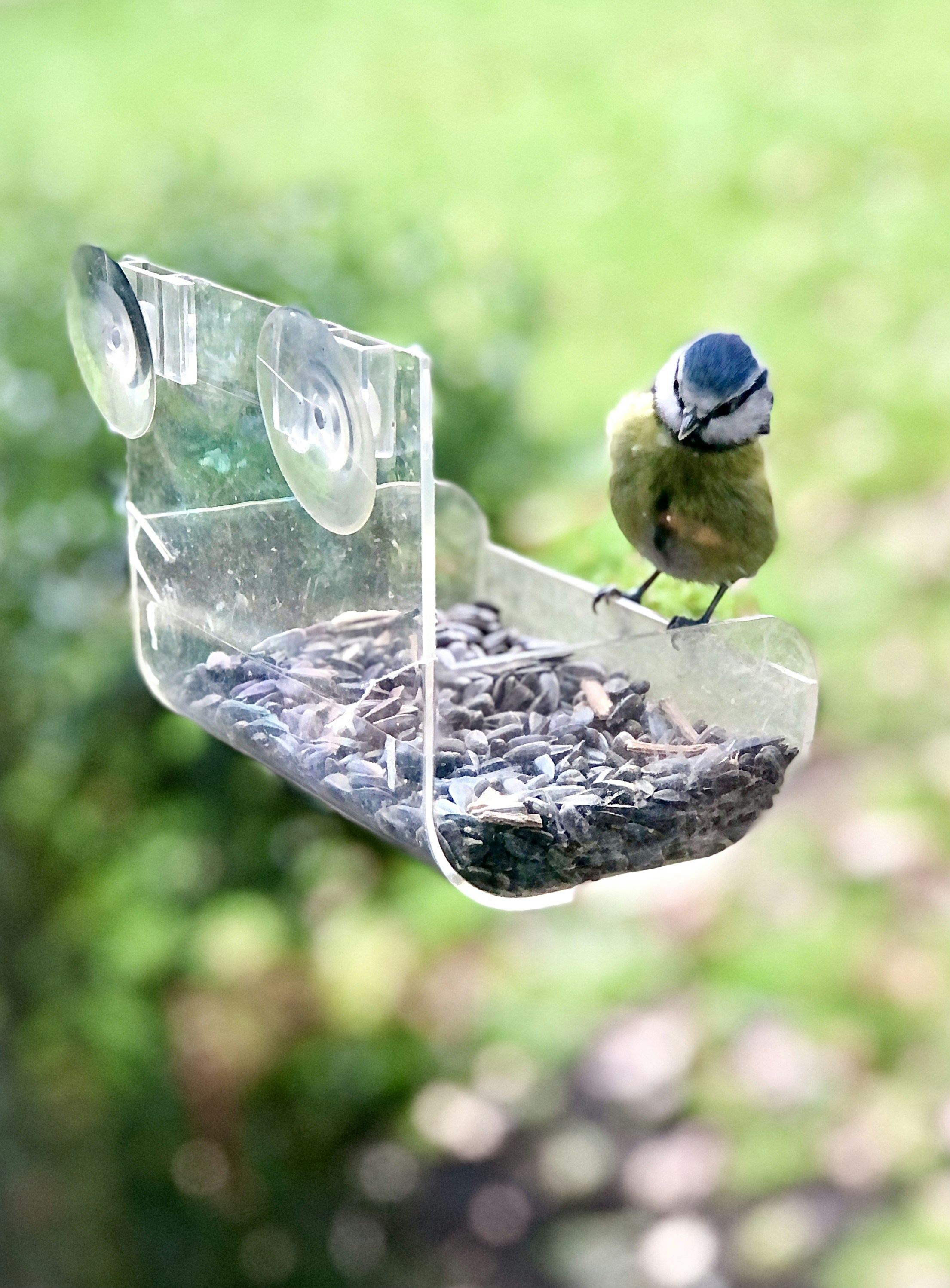 Glass-Feeder Moment: Blue Tit Pauses Among Seeds