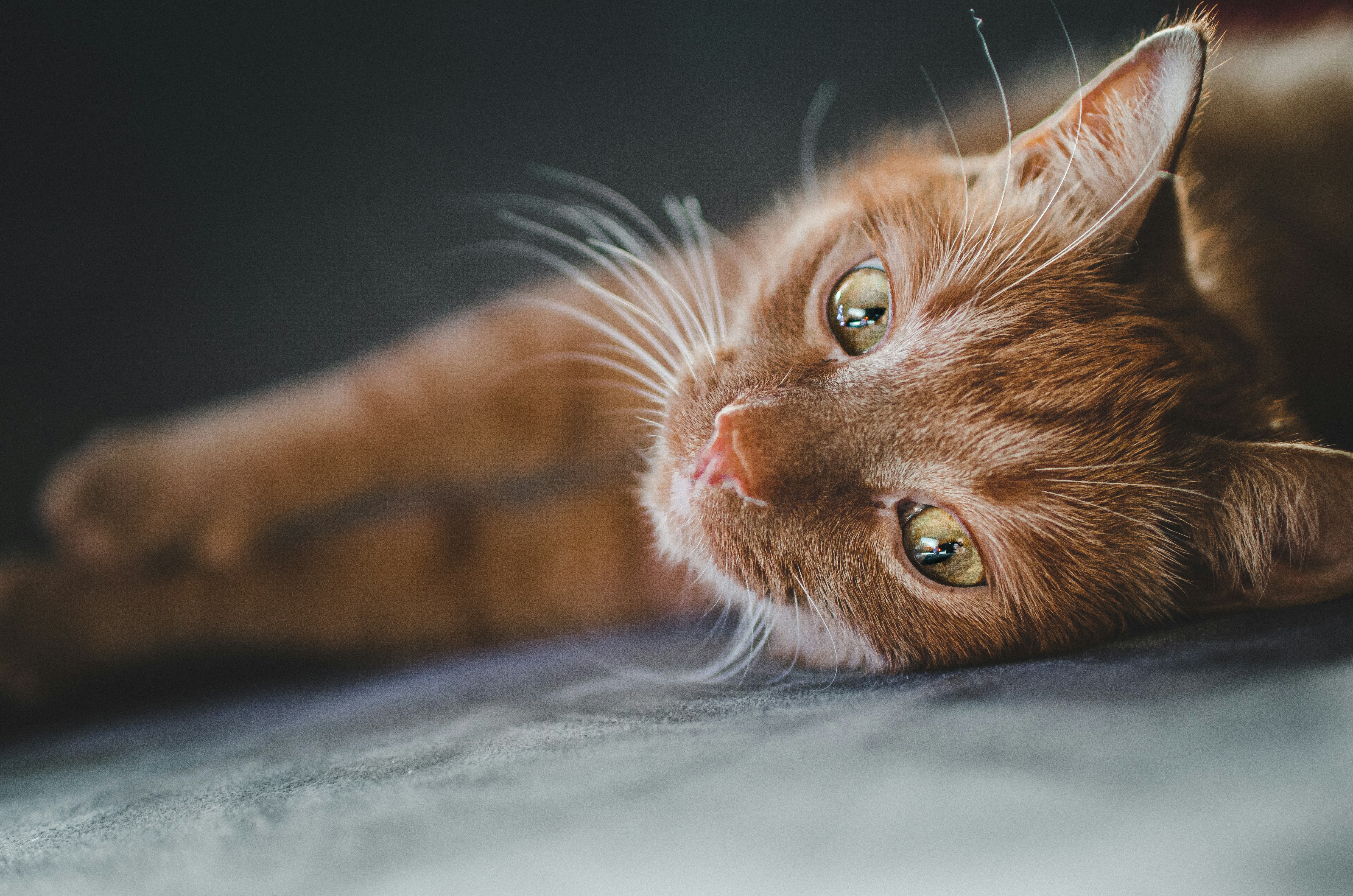 Close-up of a relaxed orange cat lounging on a soft surface, showcasing its expressive eyes and delicate whiskers.