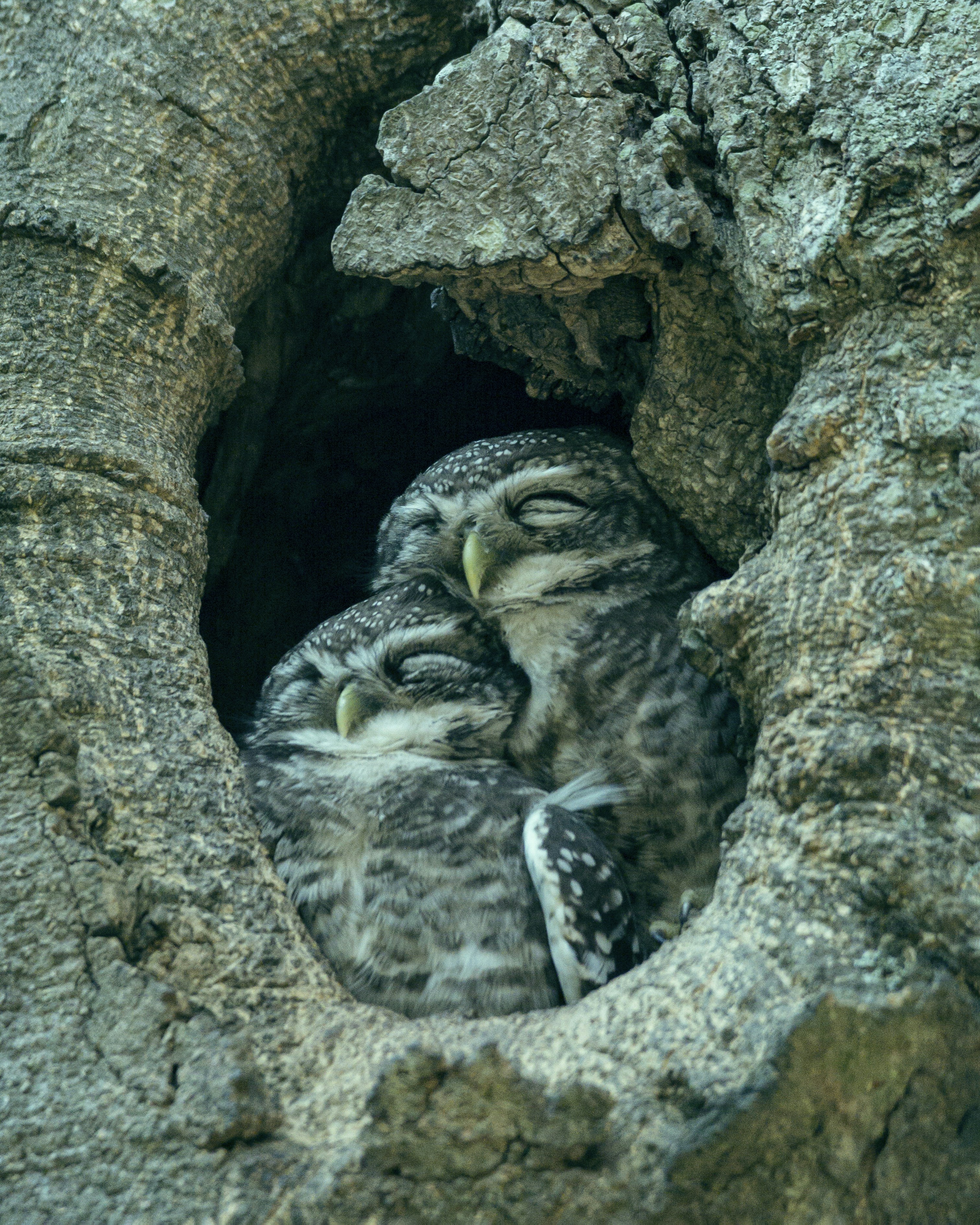 Two owls nestled in a tree hollow, showcasing their soft feathers and serene expressions.
