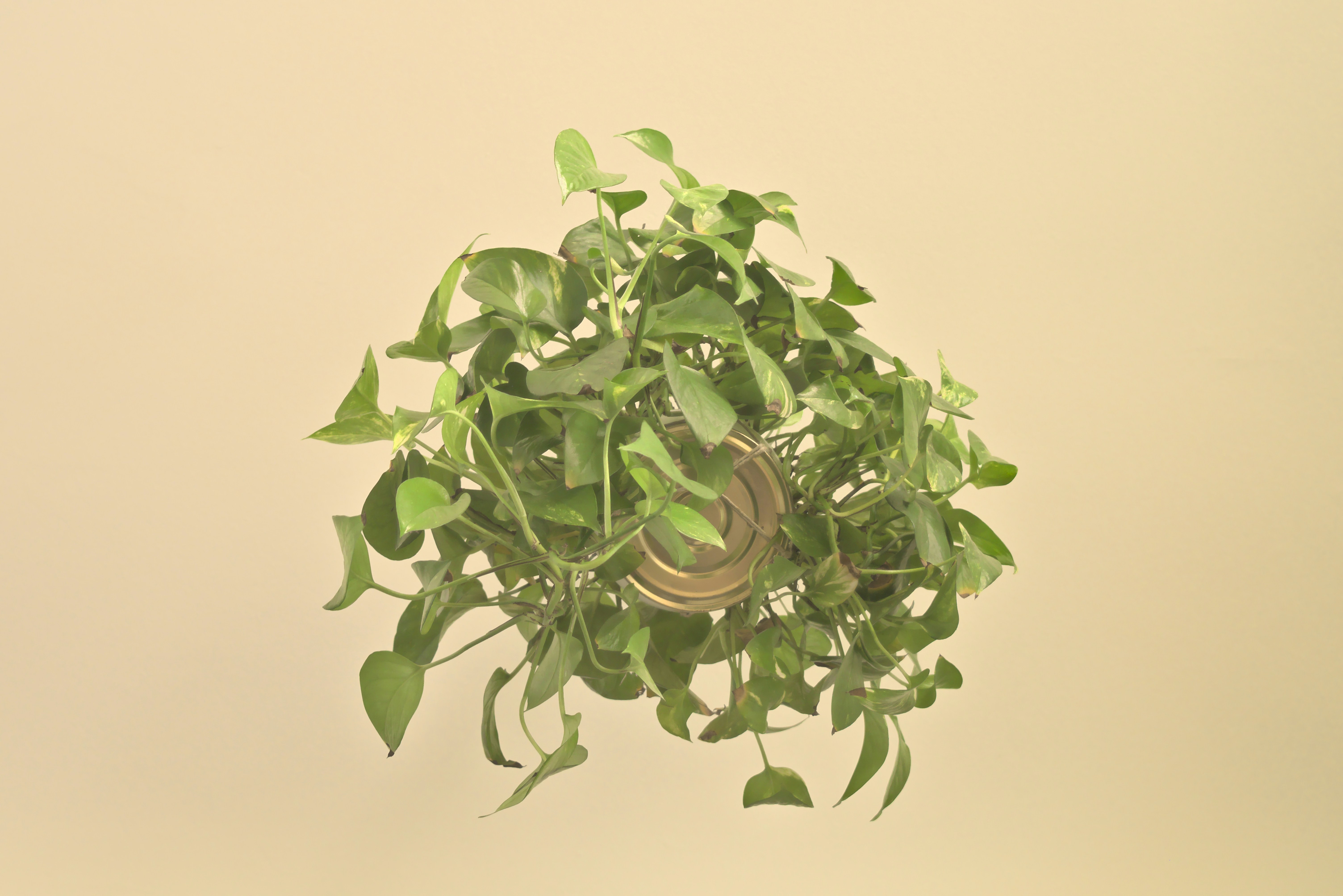 Decoration plant at home
