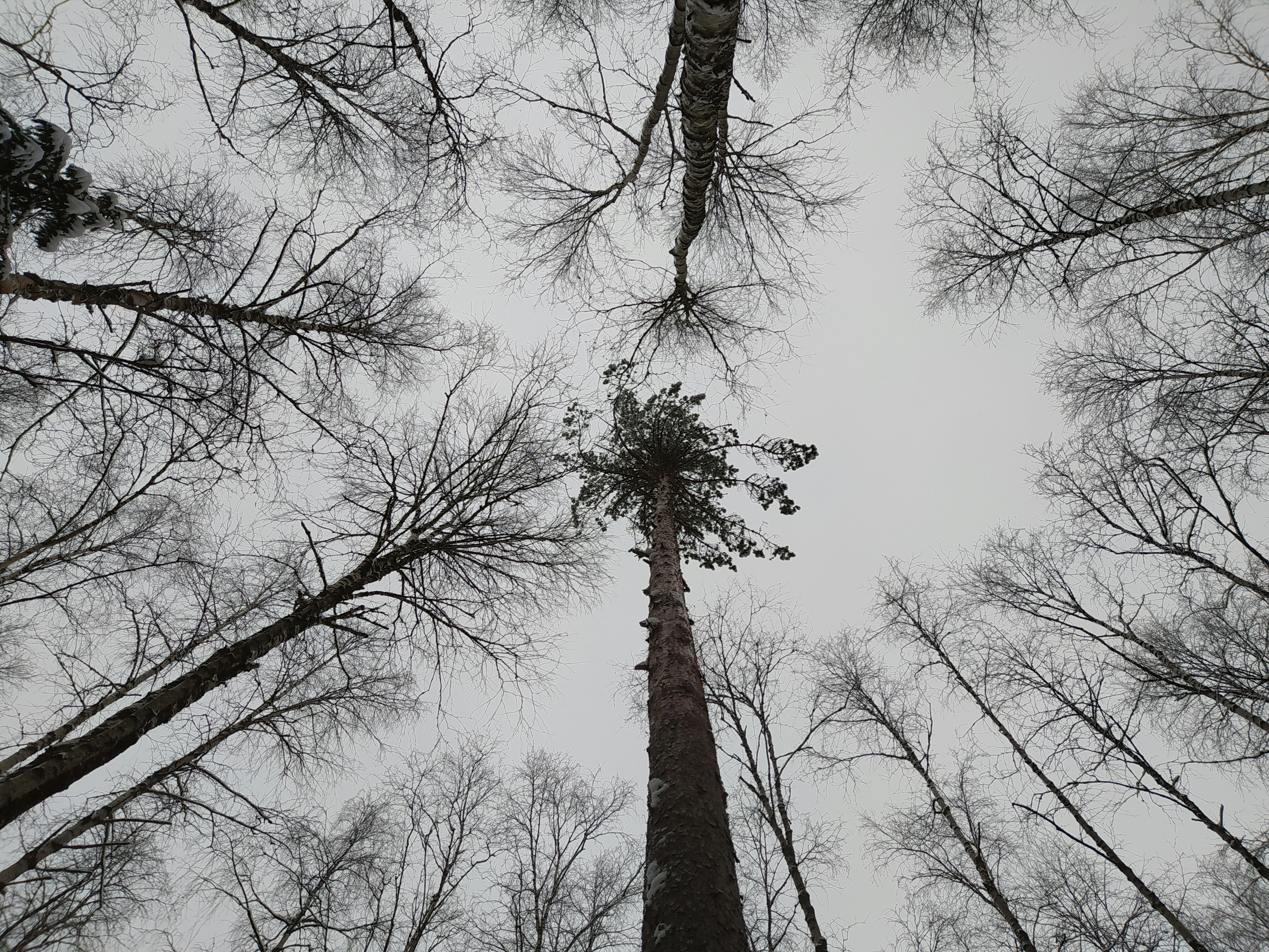 Upward Gaze: A Spine of Pines Reaching the Winter Sky