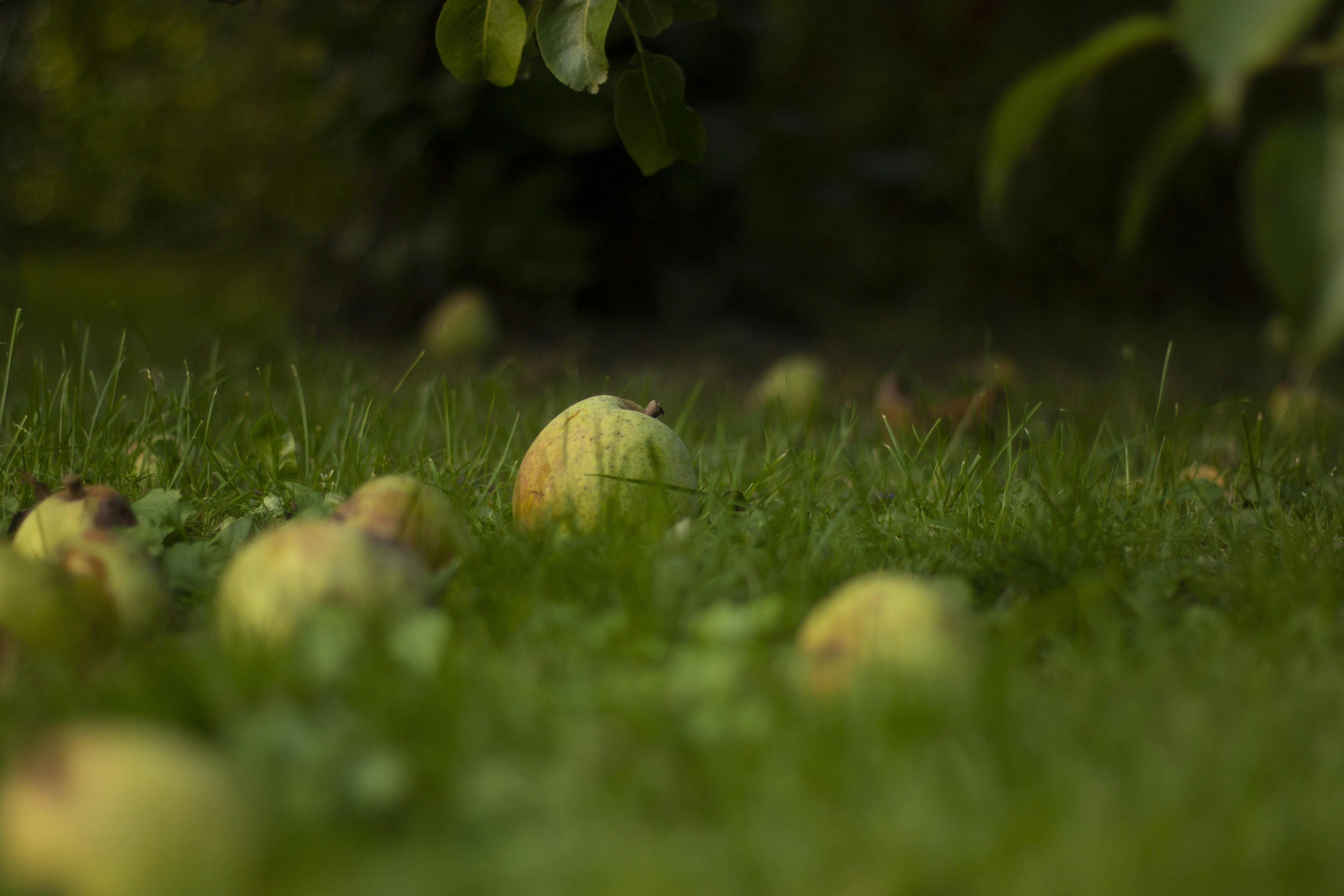 White round fruit on green grass during daytime photo – Free Plant ...