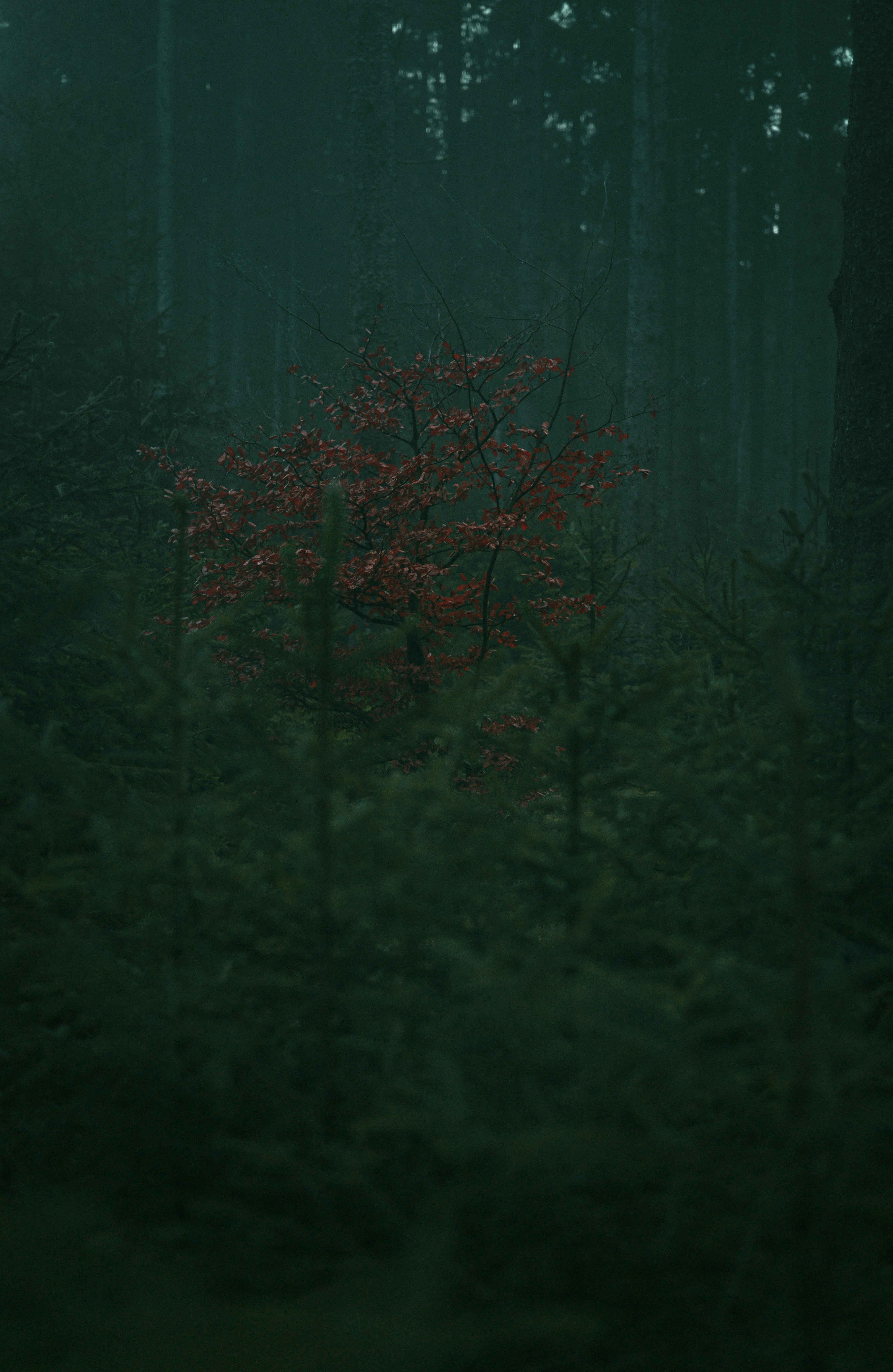 Crimson Beacon in a Green Cathedral