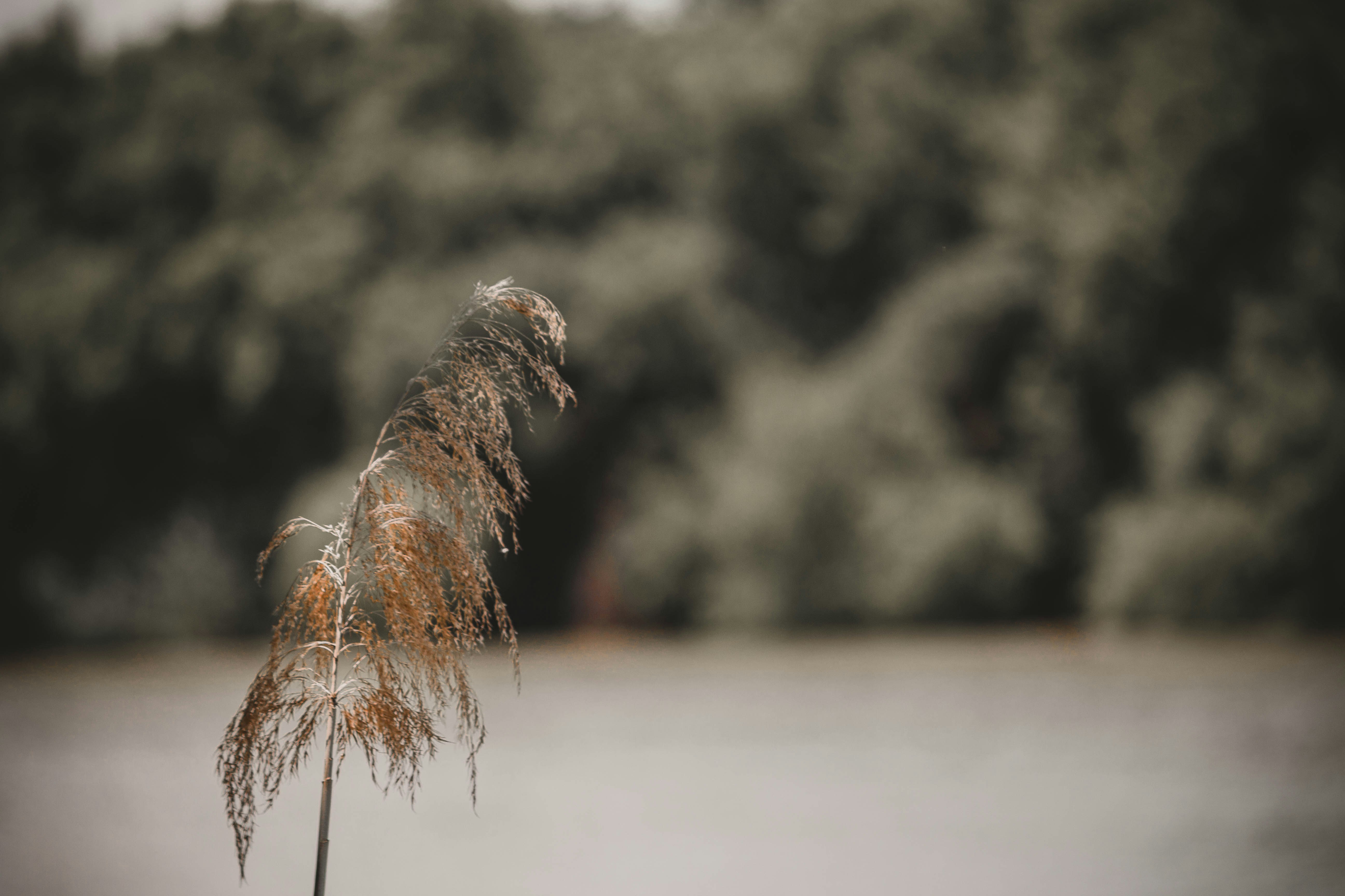Dried plant stalk standing tall with a blurred forest backdrop.