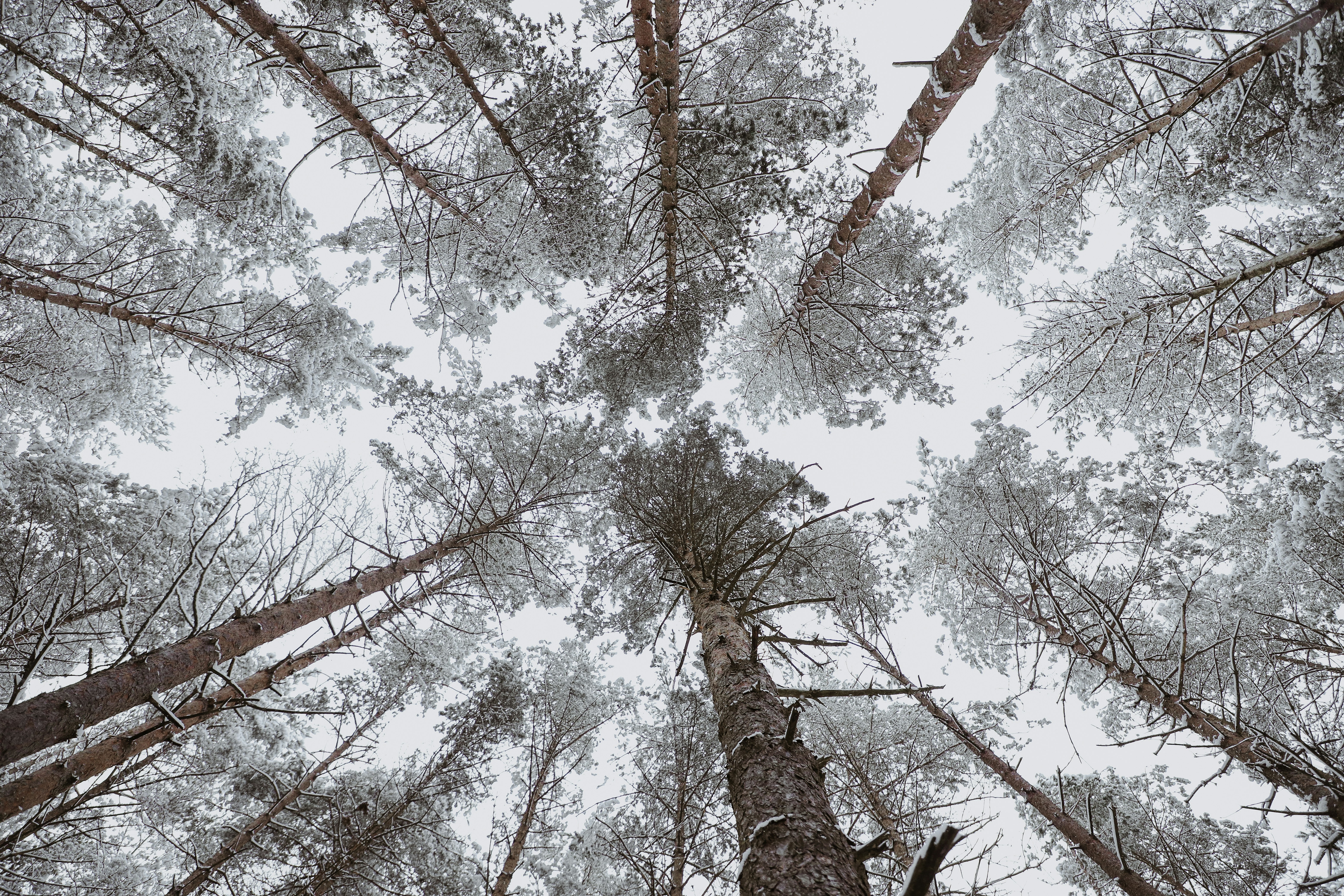 Low angle photography of brown trees during daytime photo – Free Grey ...