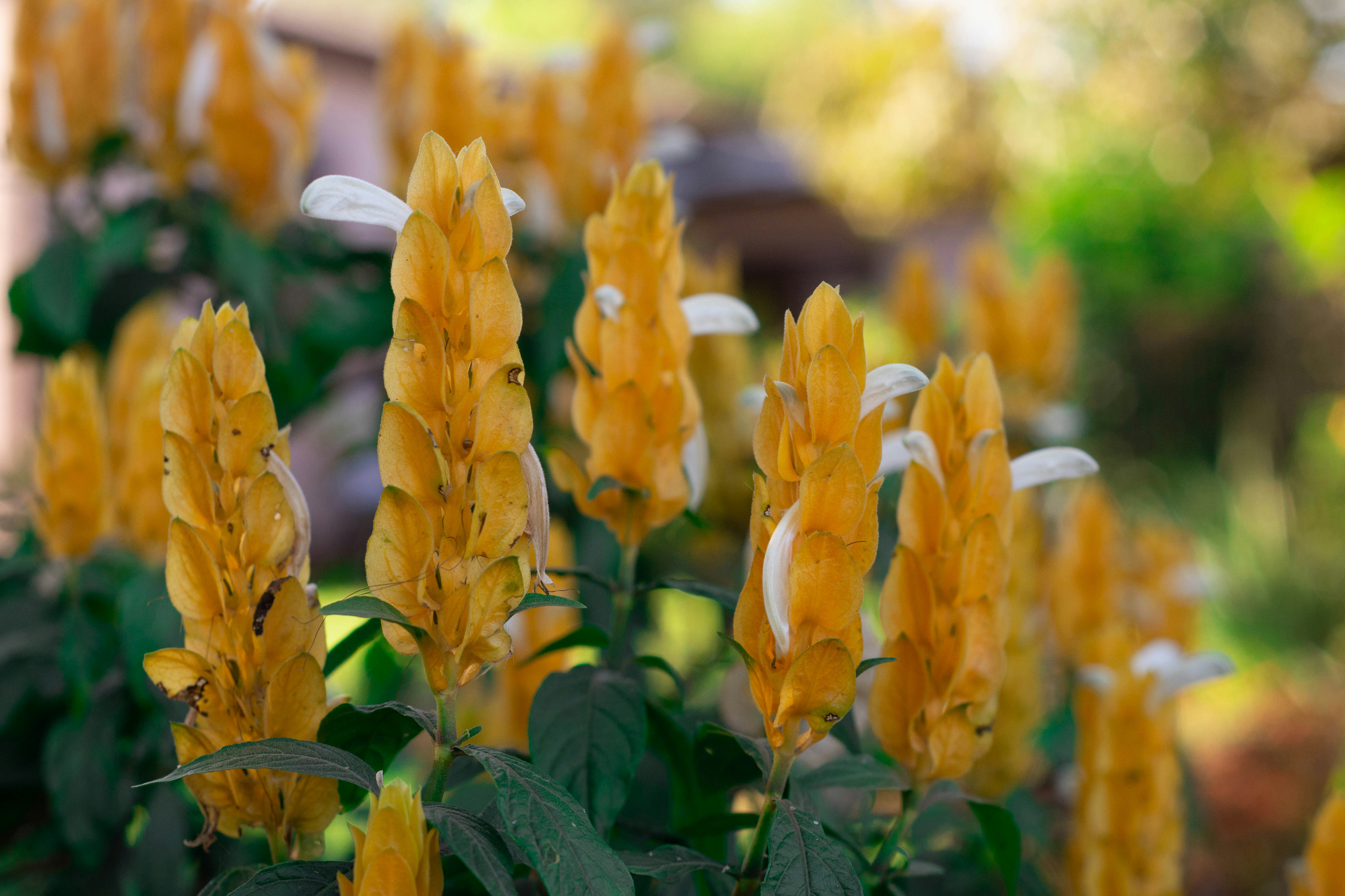 Golden spikes in bloom: a field of yellow torch flowers