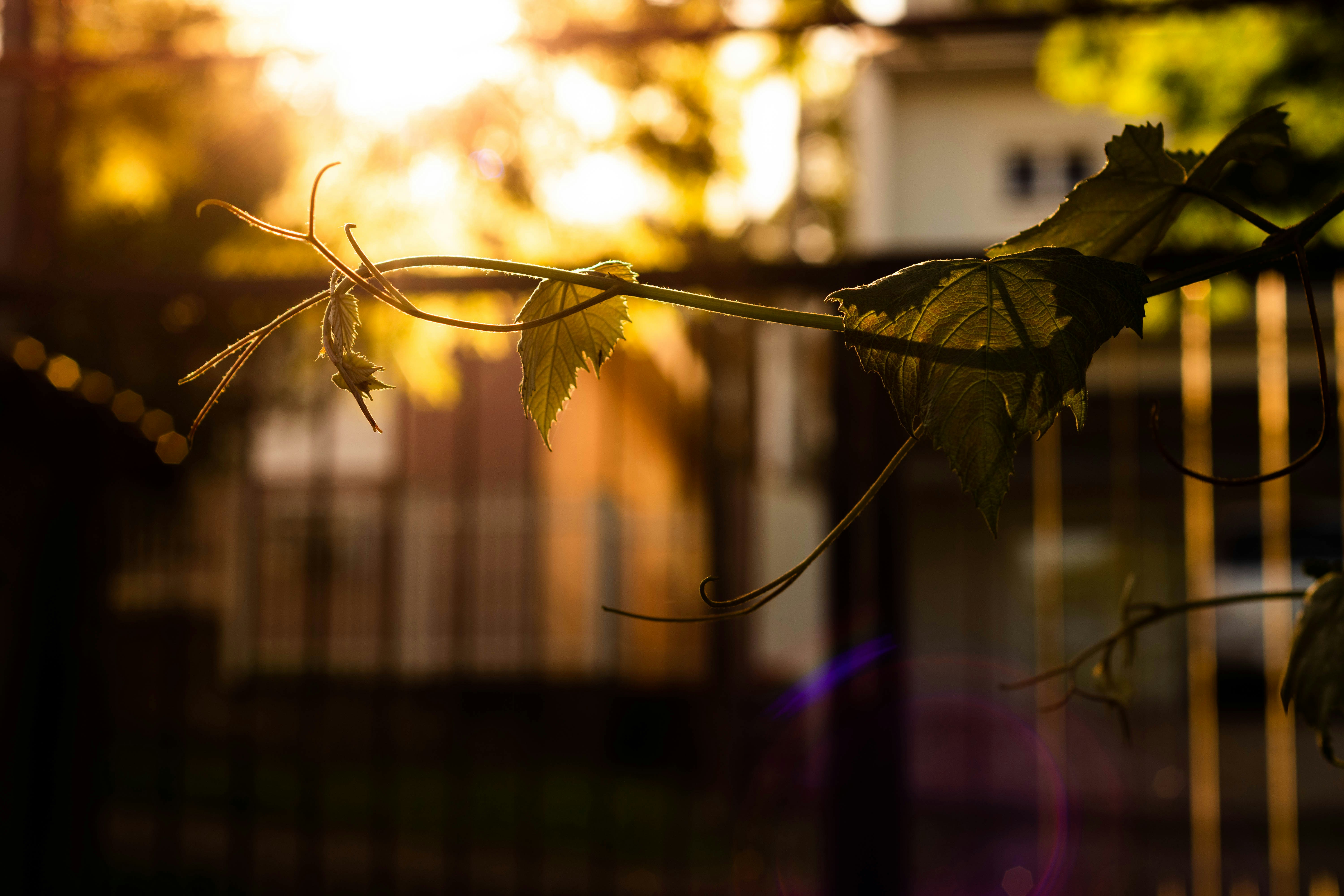 Golden Hour Veins: Backlit Vine Fronds Framing a Quiet Backyard Fence