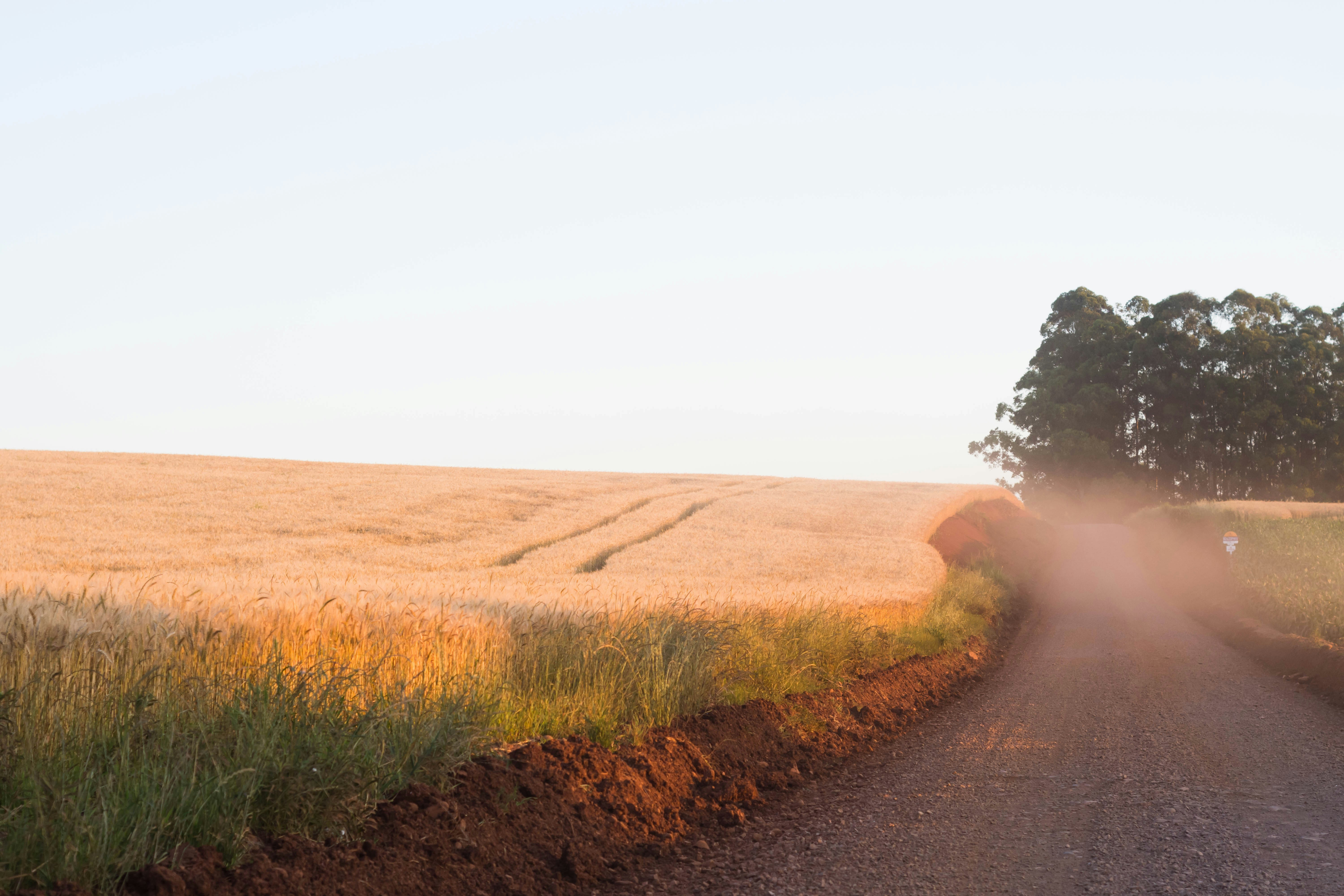 Milost po meri večnega življenja | 8 best free flower, plant, grey and ...