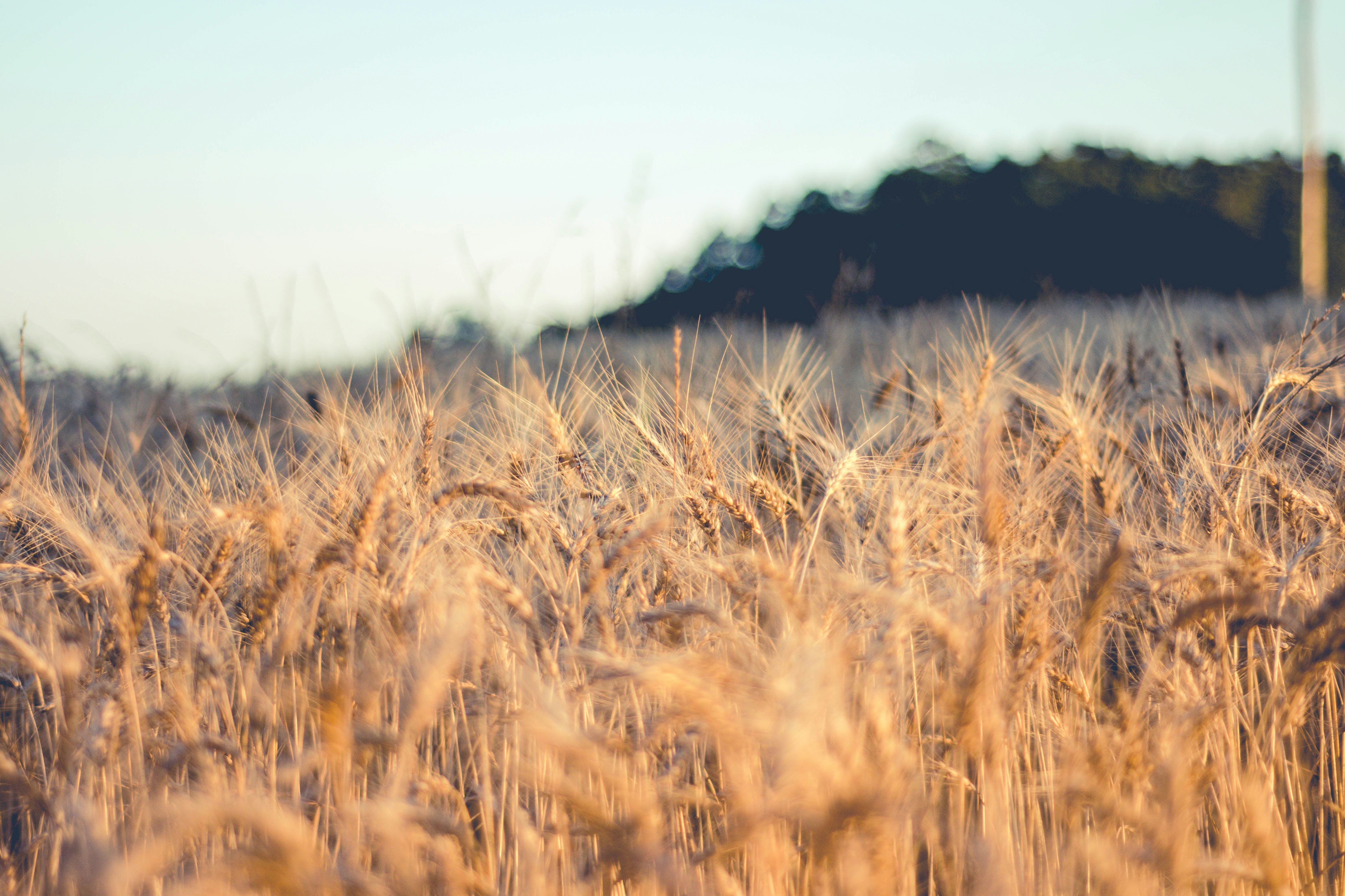 Close-up of a wheat field with golden stalks swaying gently under a clear blue sky.