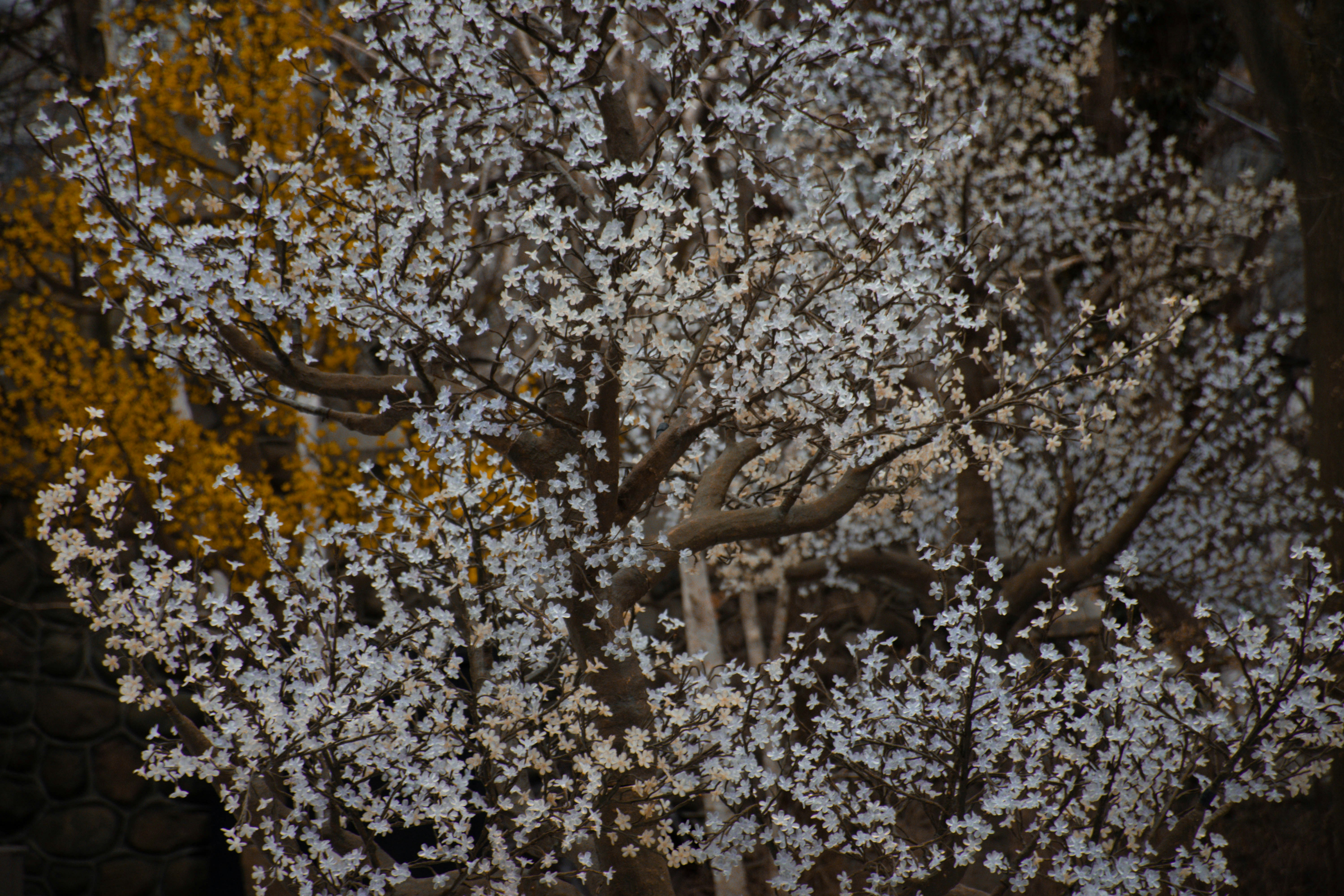 White Blossom Cascade Through a Brick-Walled Dusk