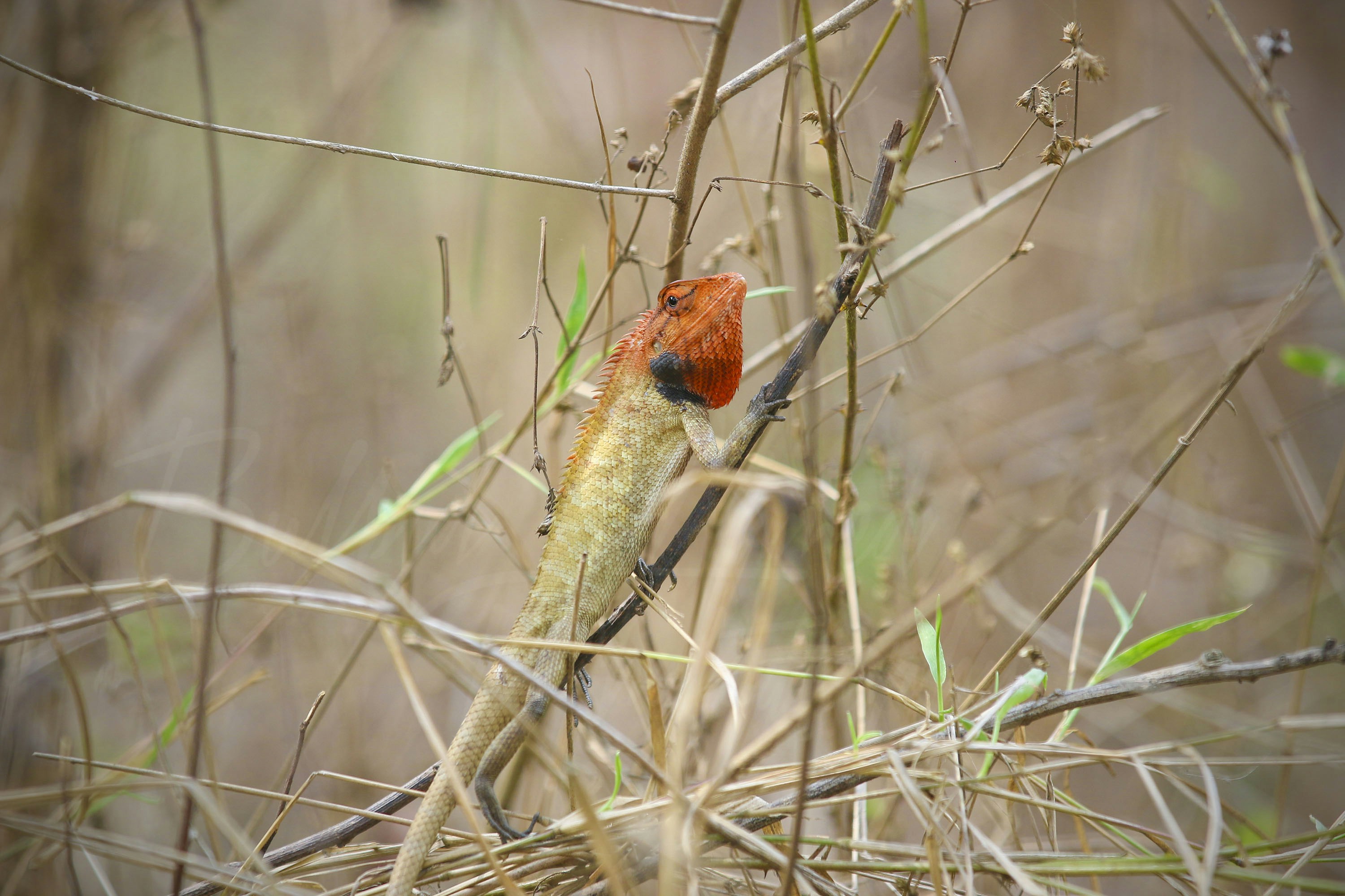 The Colorful Sentinel of the Underbrush