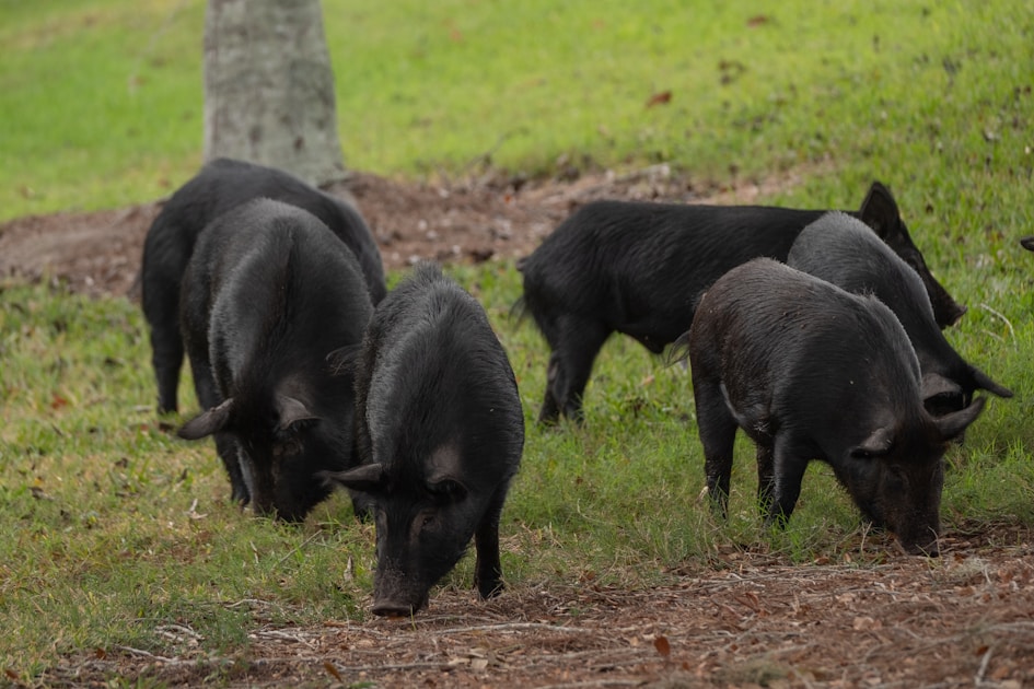 A GUIDE TO NATURAL PIG FARMING | Libenthung's Horizon