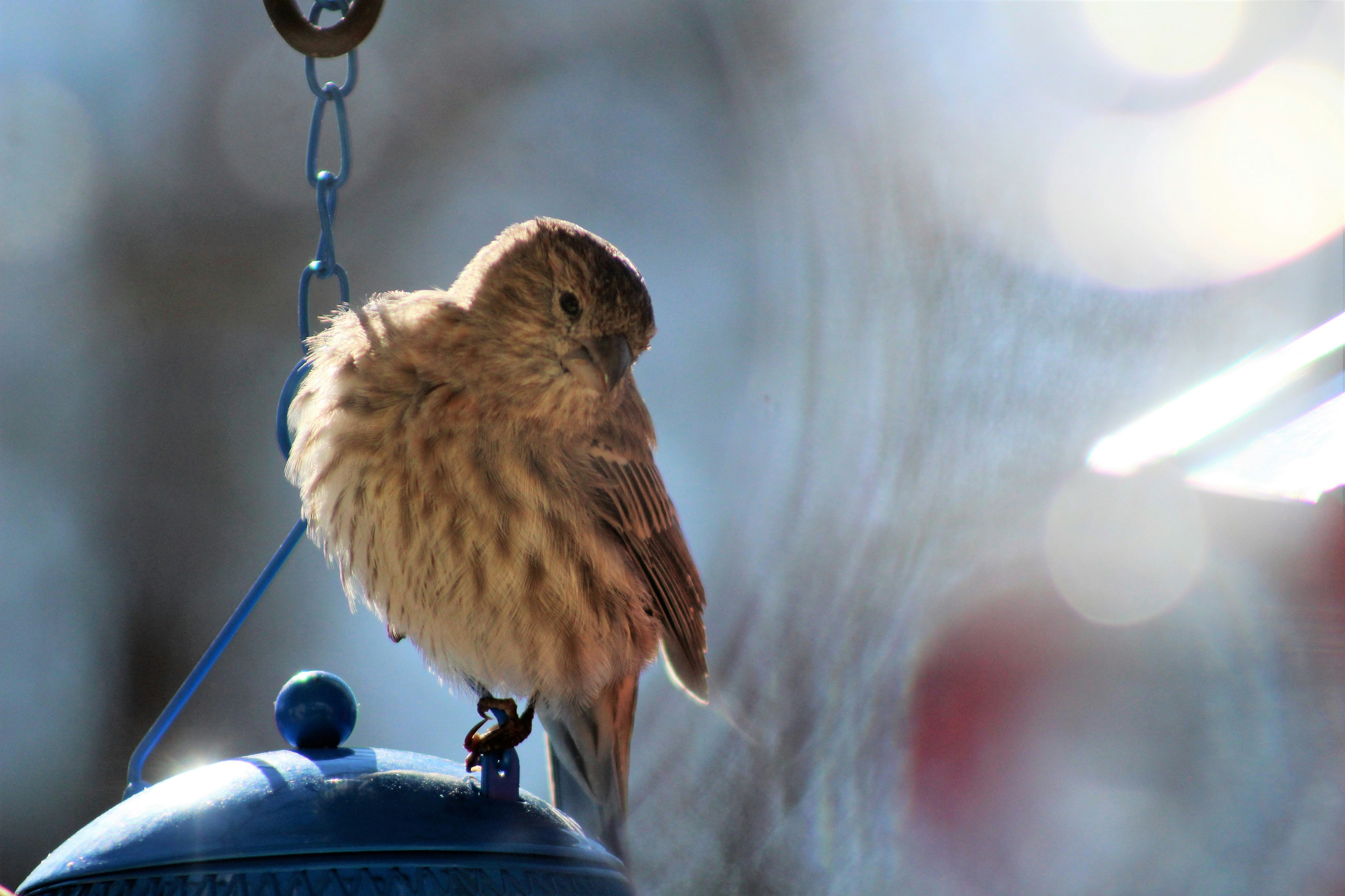 Quiet Pause on the Blue Bell Feeder: A Brown Songbird in Soft Backlight