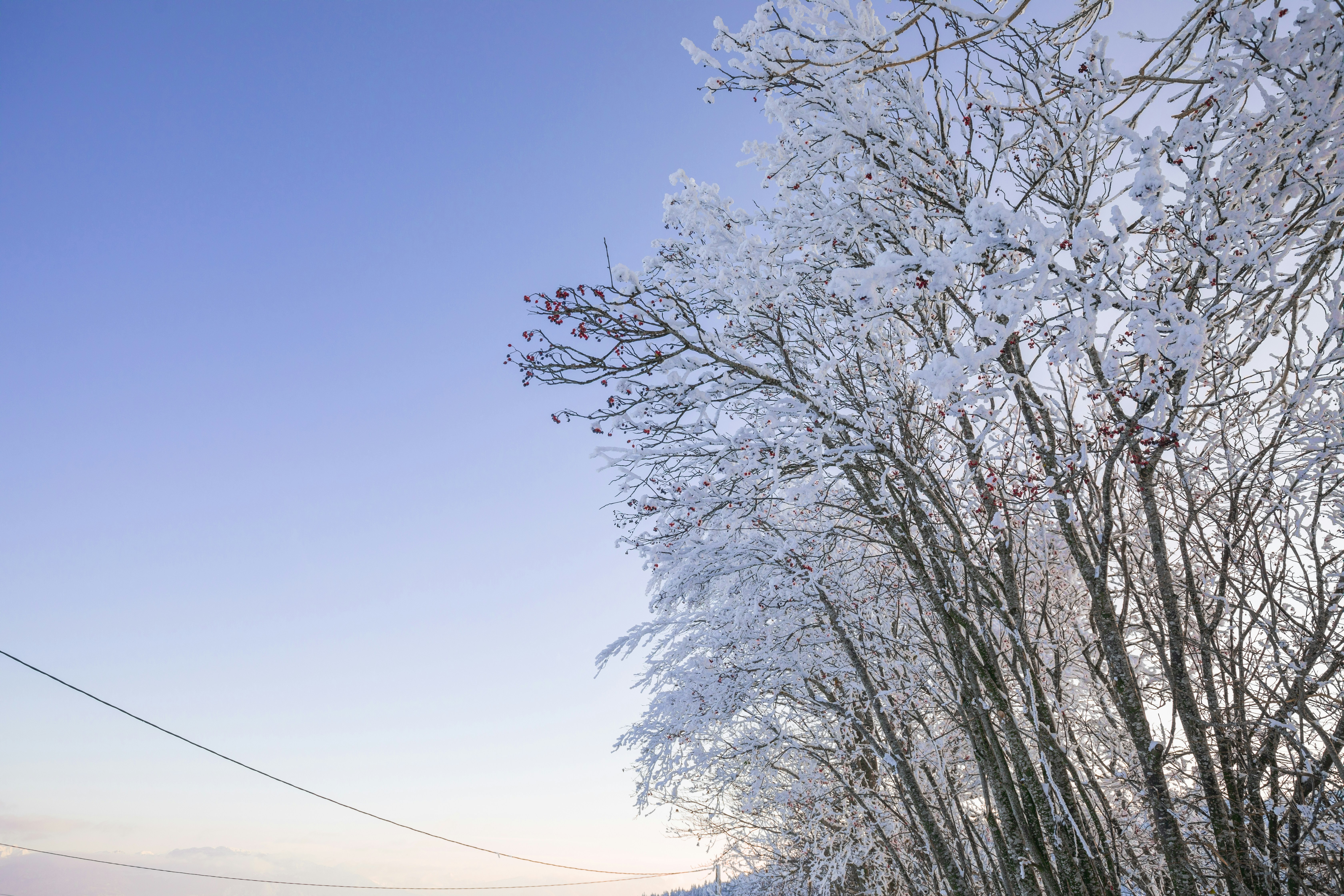 Winter's Edge: Frosted Branches Against the Sky