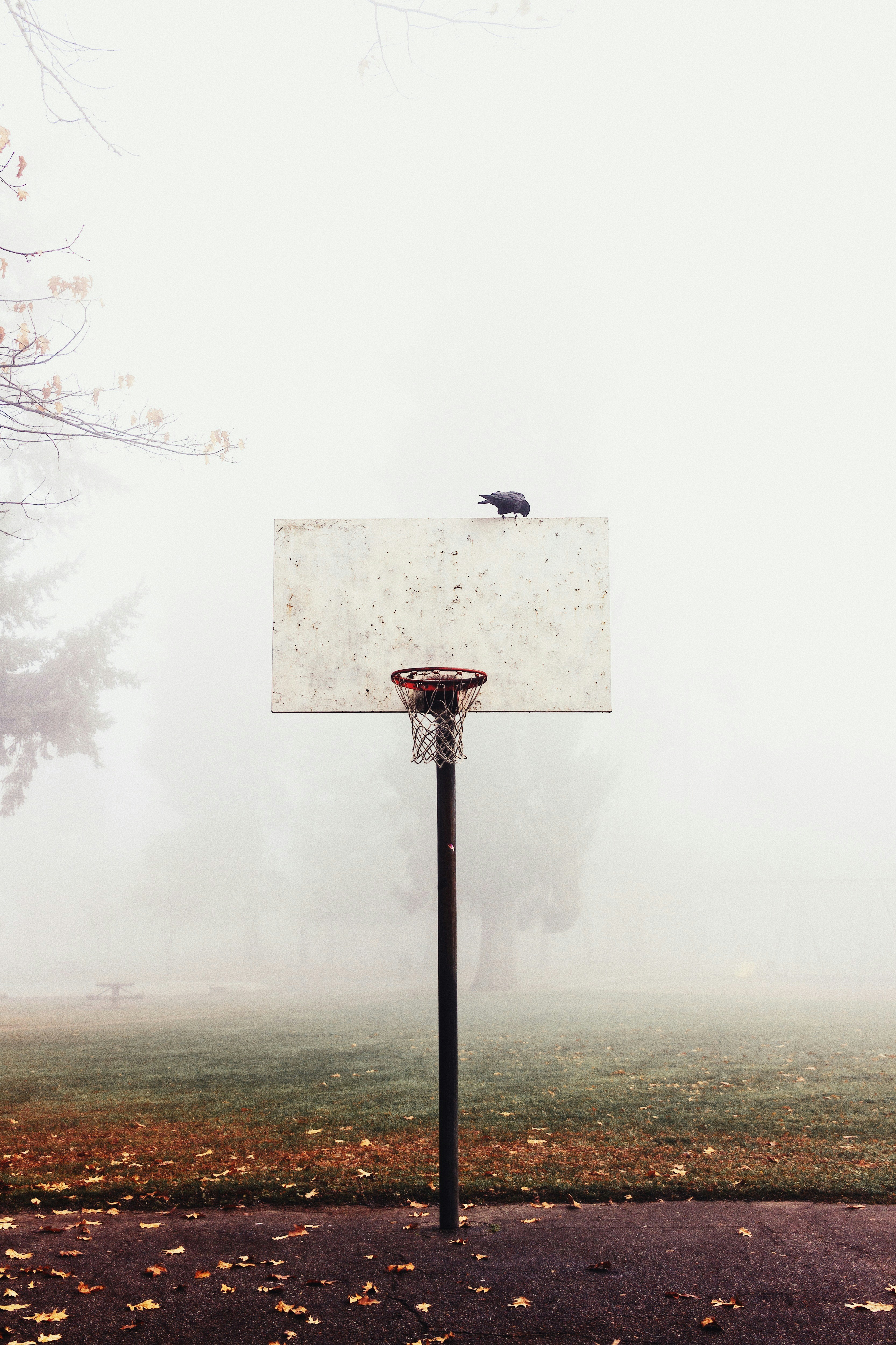 A lone crow perches on a weathered basketball hoop, shrouded in thick fog, evoking a sense of solitude and stillness in an abandoned park.