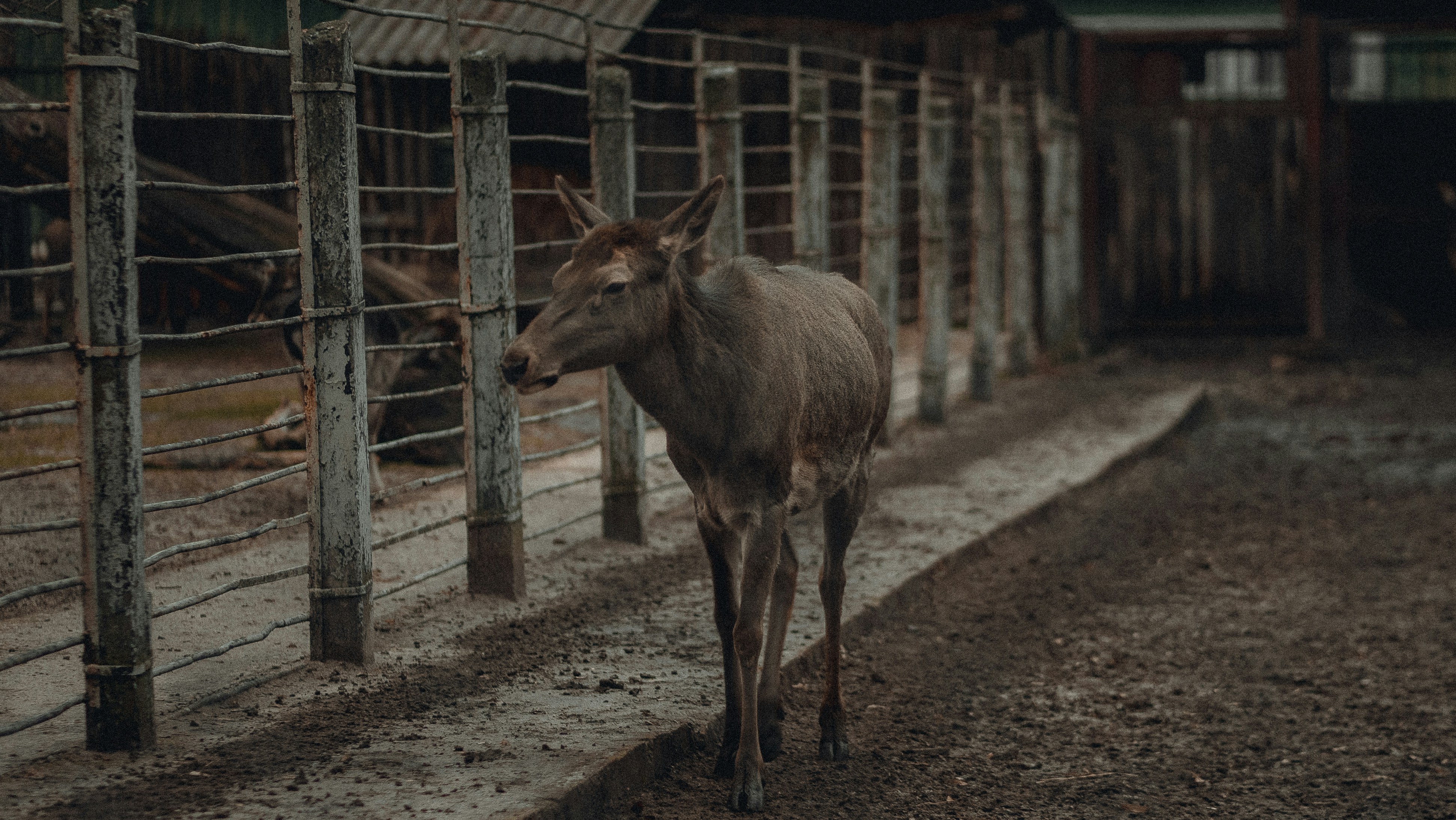 Grey in the Rail Pen: A Quiet Moment Among Weathered Posts