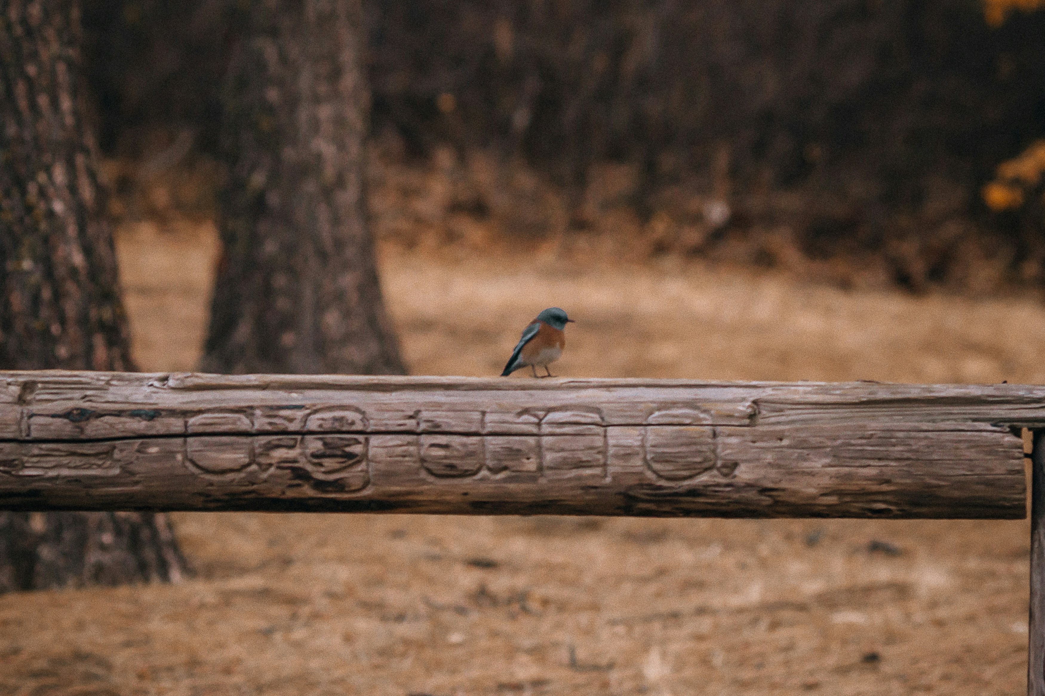 Azure Warbler on a Weathered Log: An Autumn Pause