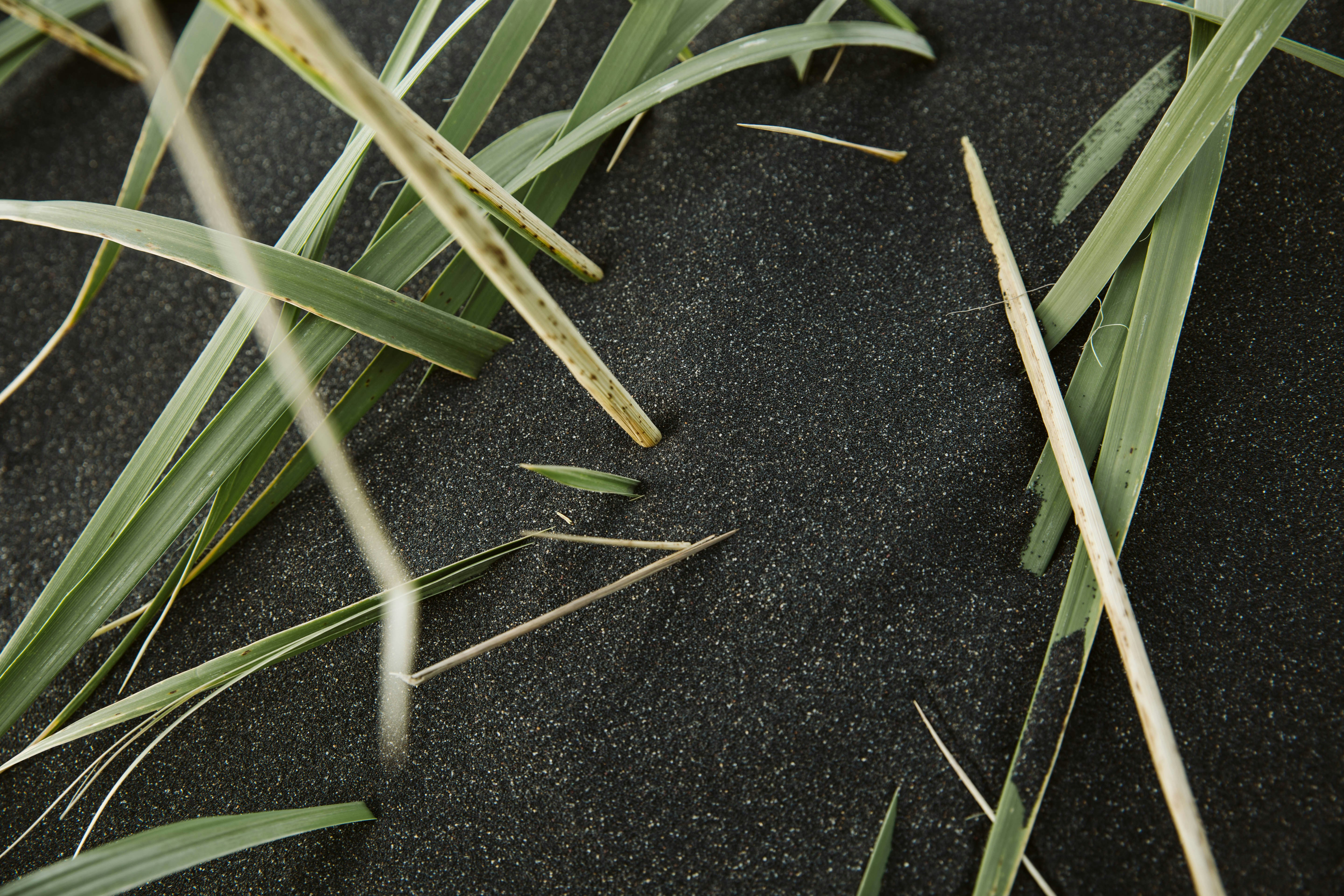 Emerald Strands on a Velvet Asphalt Canvas