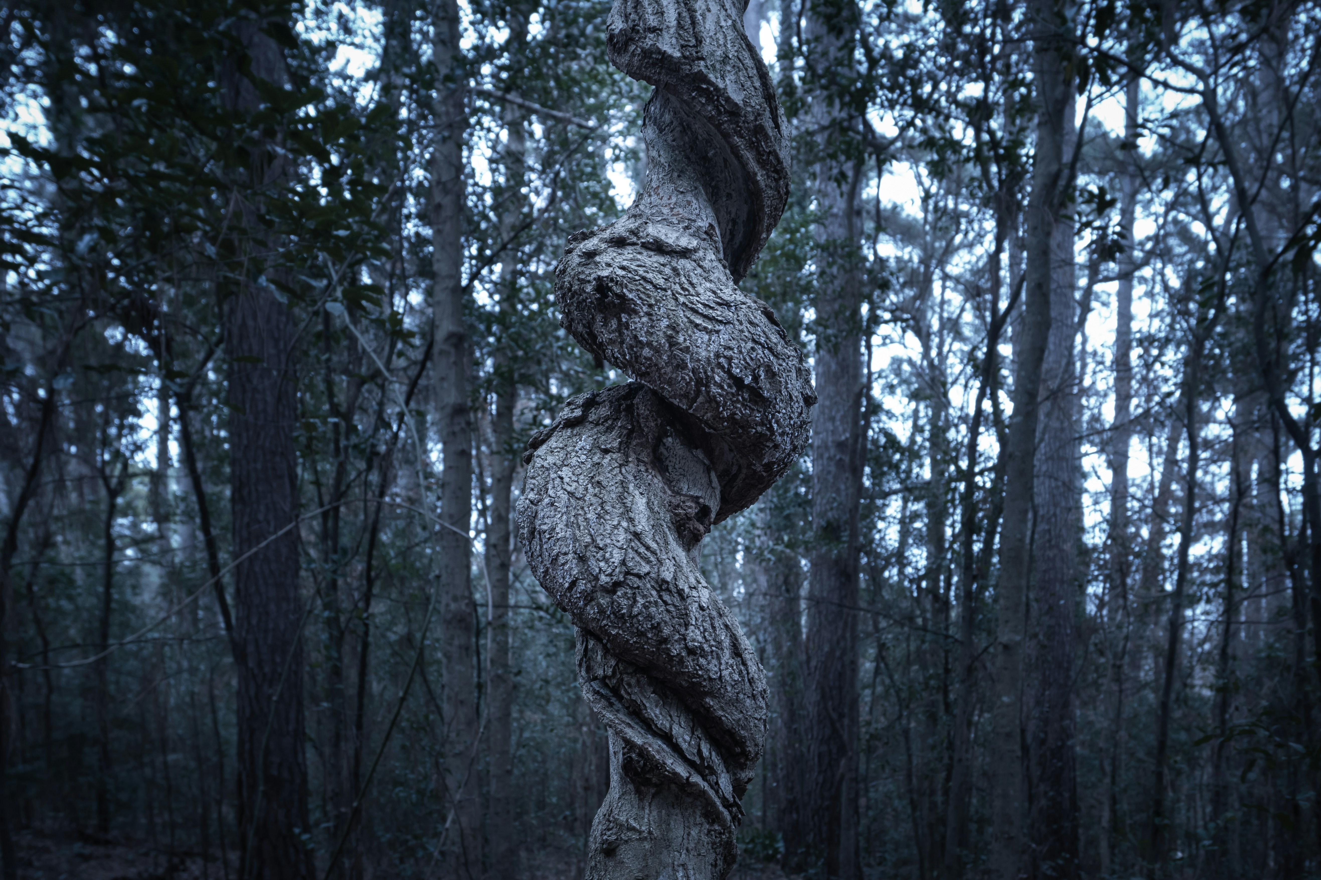 A spiraled tree trunk stands prominently among the darkened forest, showcasing the intricate patterns of nature. The surrounding trees create a moody atmosphere.