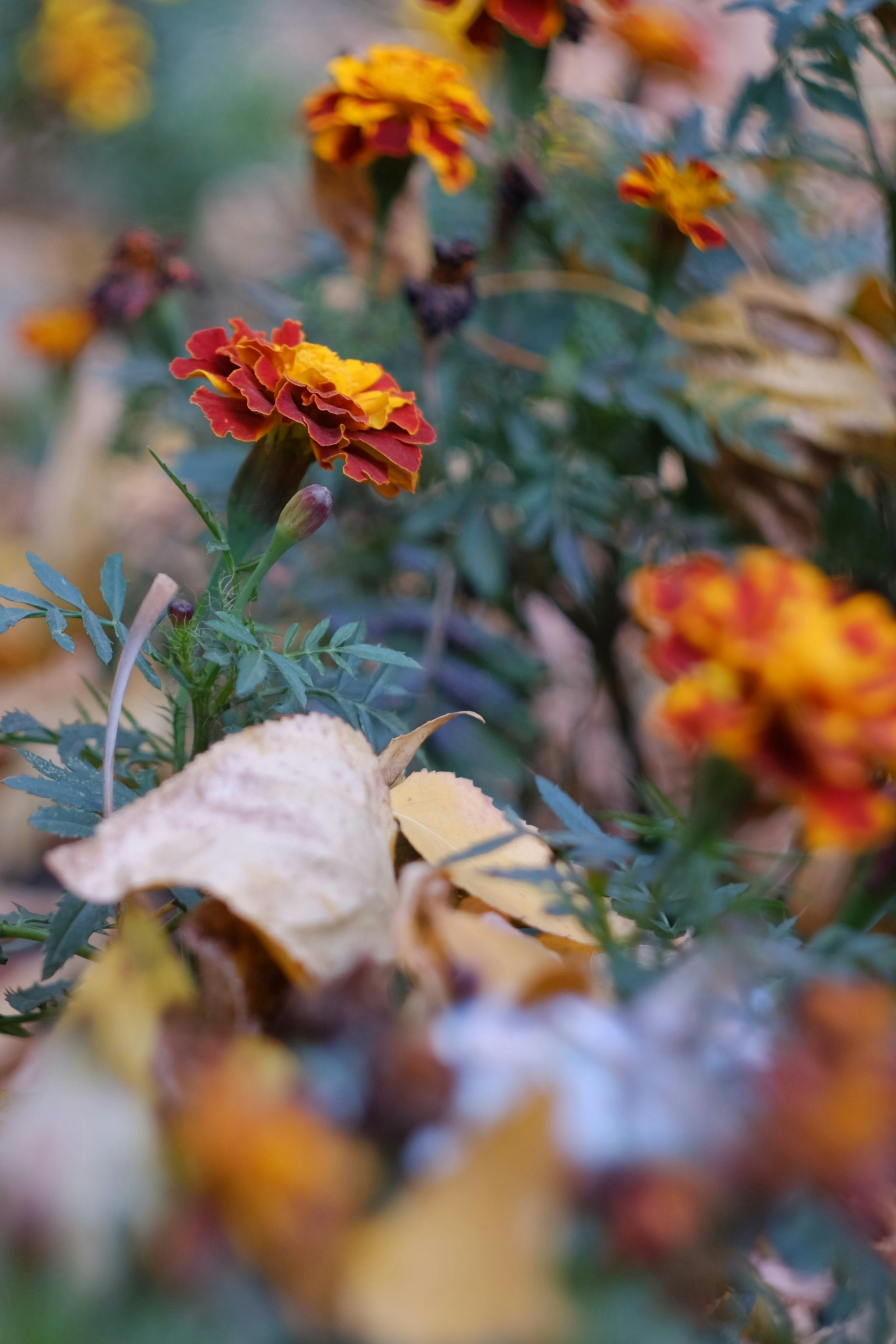 Red and yellow flowers in tilt shift lens photo – Free Flower Image on ...