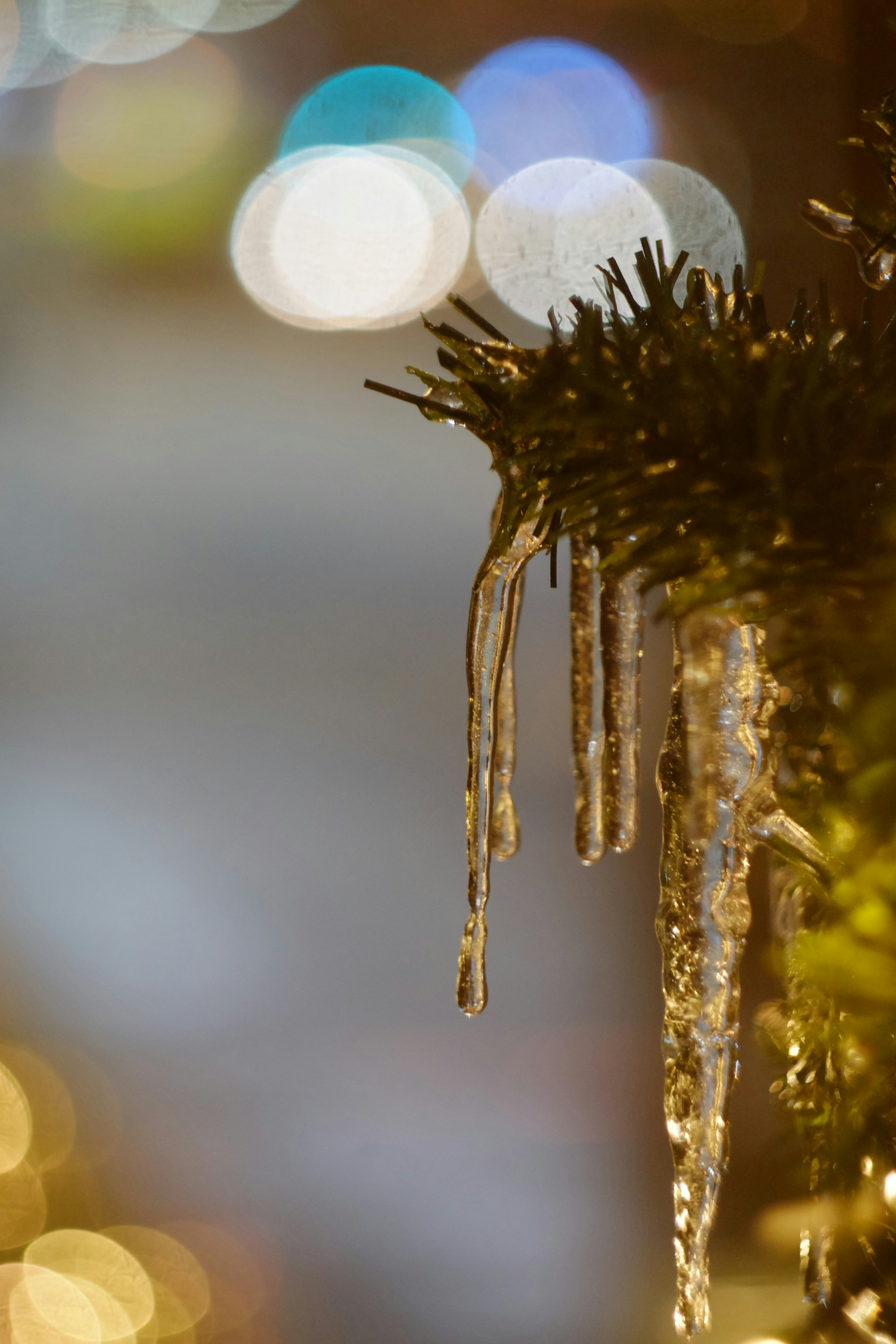 Icicles on a Pine Branch Framed by City Lights Bokeh