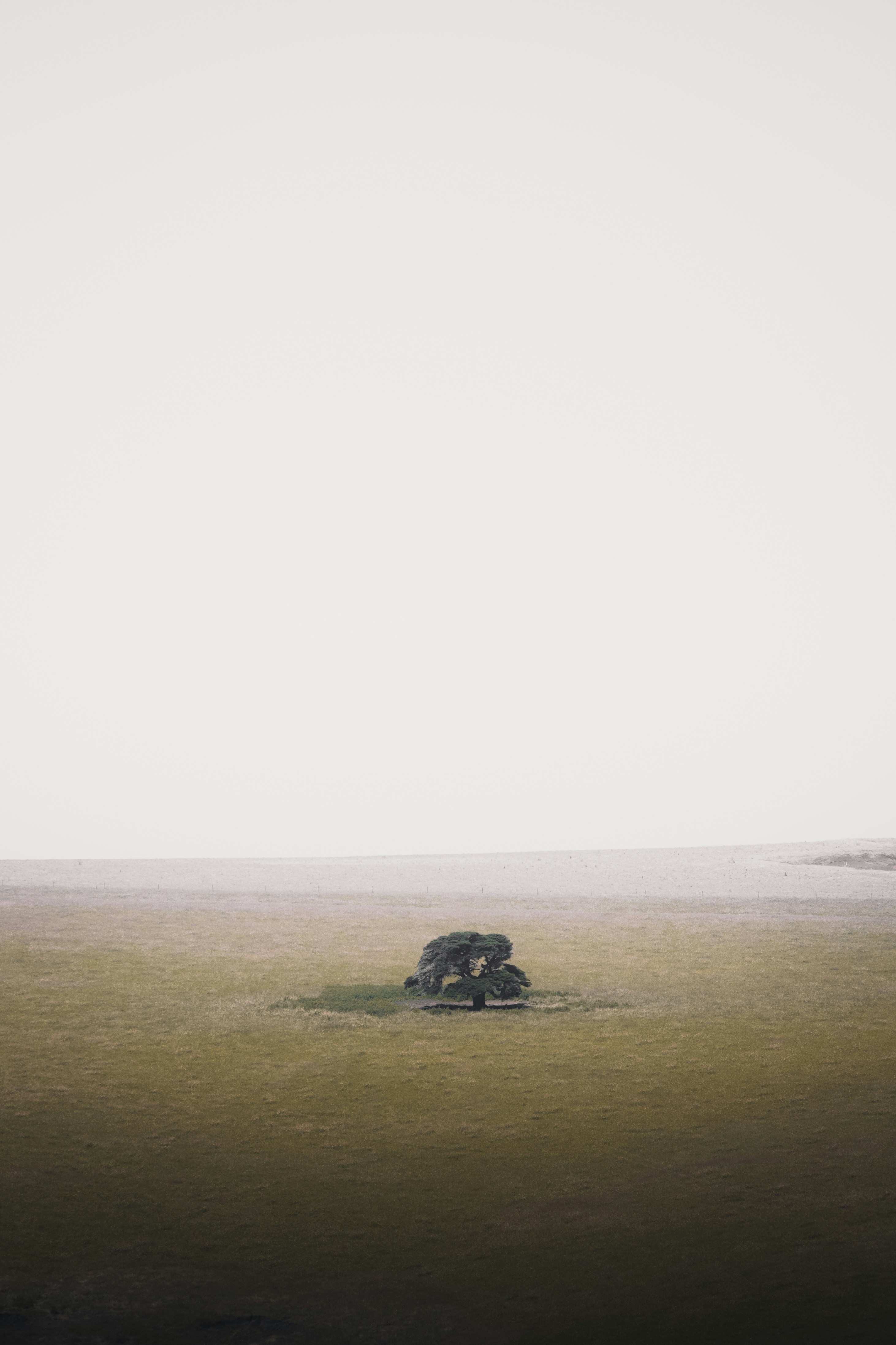 A solitary tree stands in a vast, muted landscape, embodying resilience against a pale backdrop. The simplicity of the scene evokes a sense of tranquility.