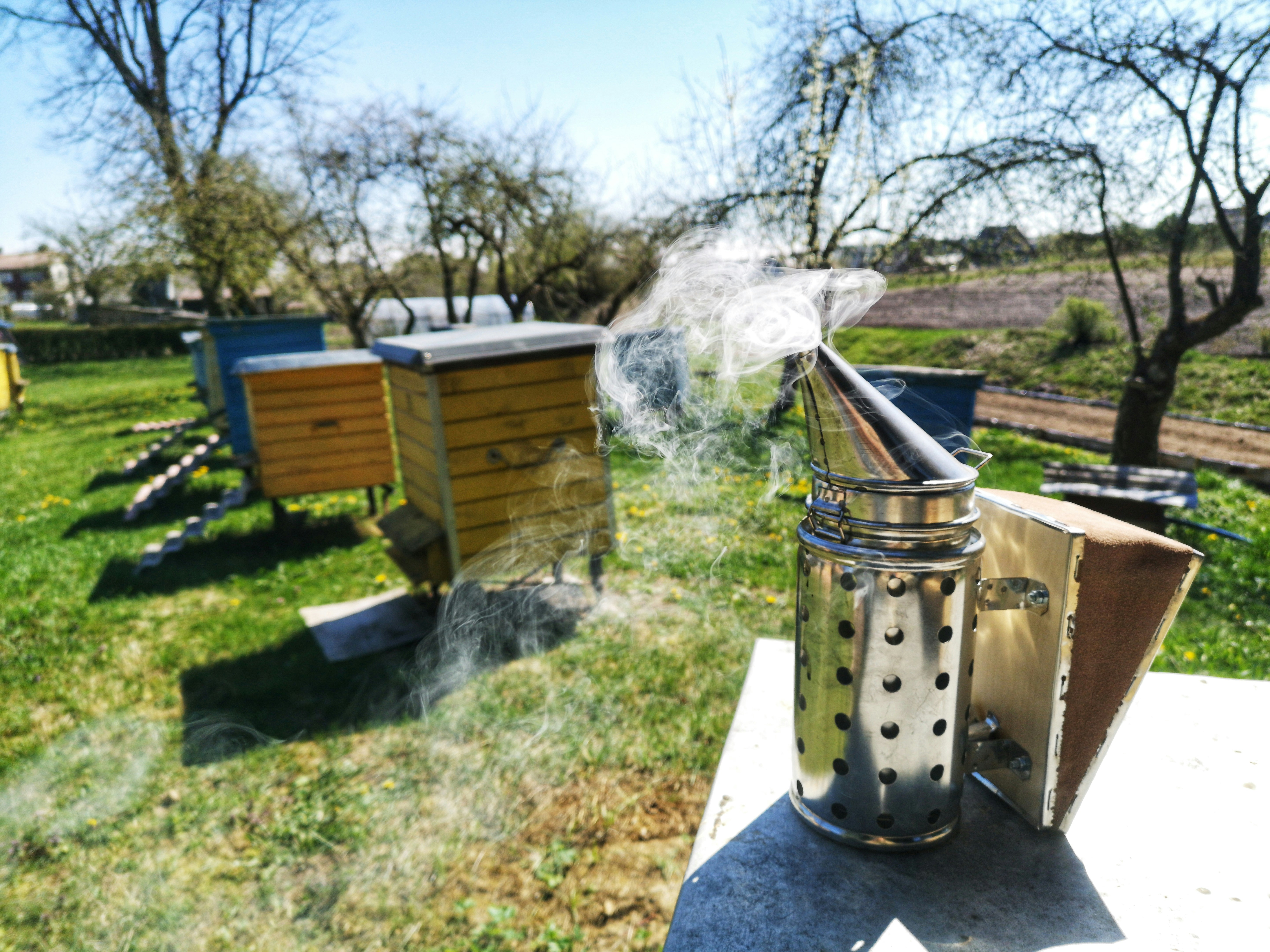 Sunlit Beekeeping Corner: Smoker in Foreground with a Row of Hives