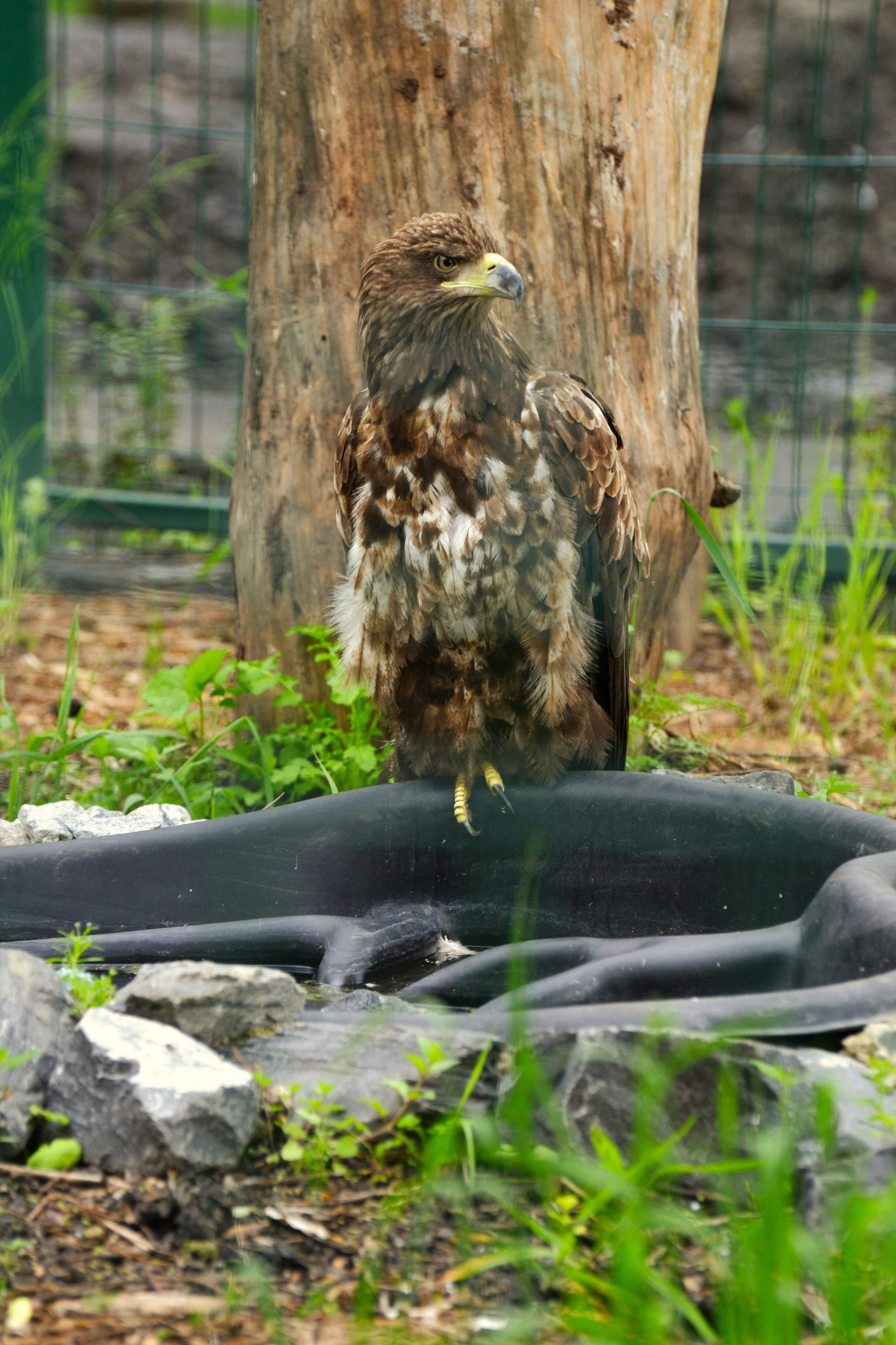 Brown and white eagle on black plastic container photo – Free Animals ...