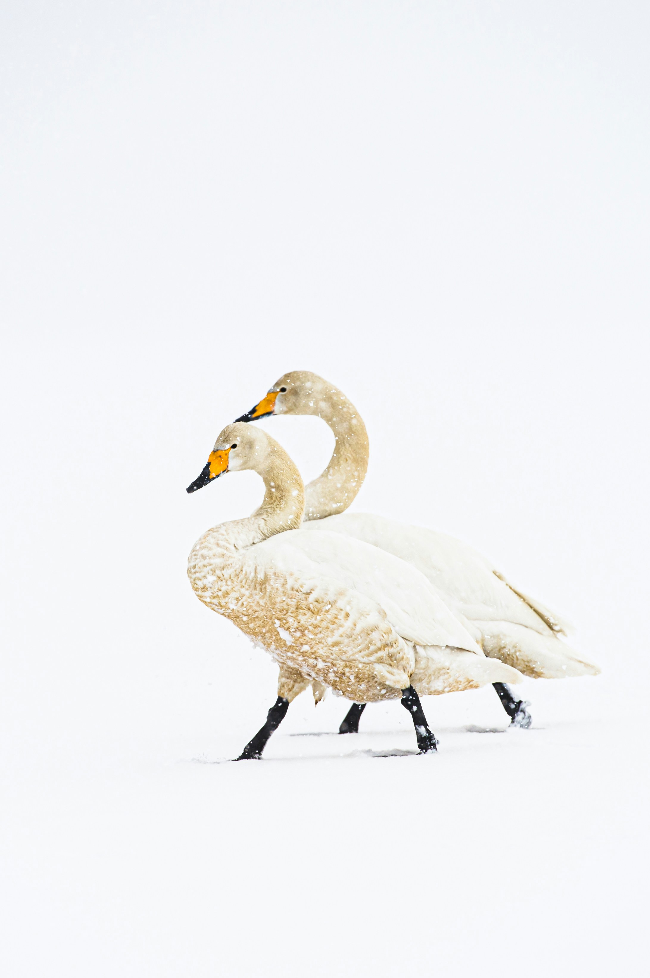 Two Swans in Winter: A Quiet Ember of Flight