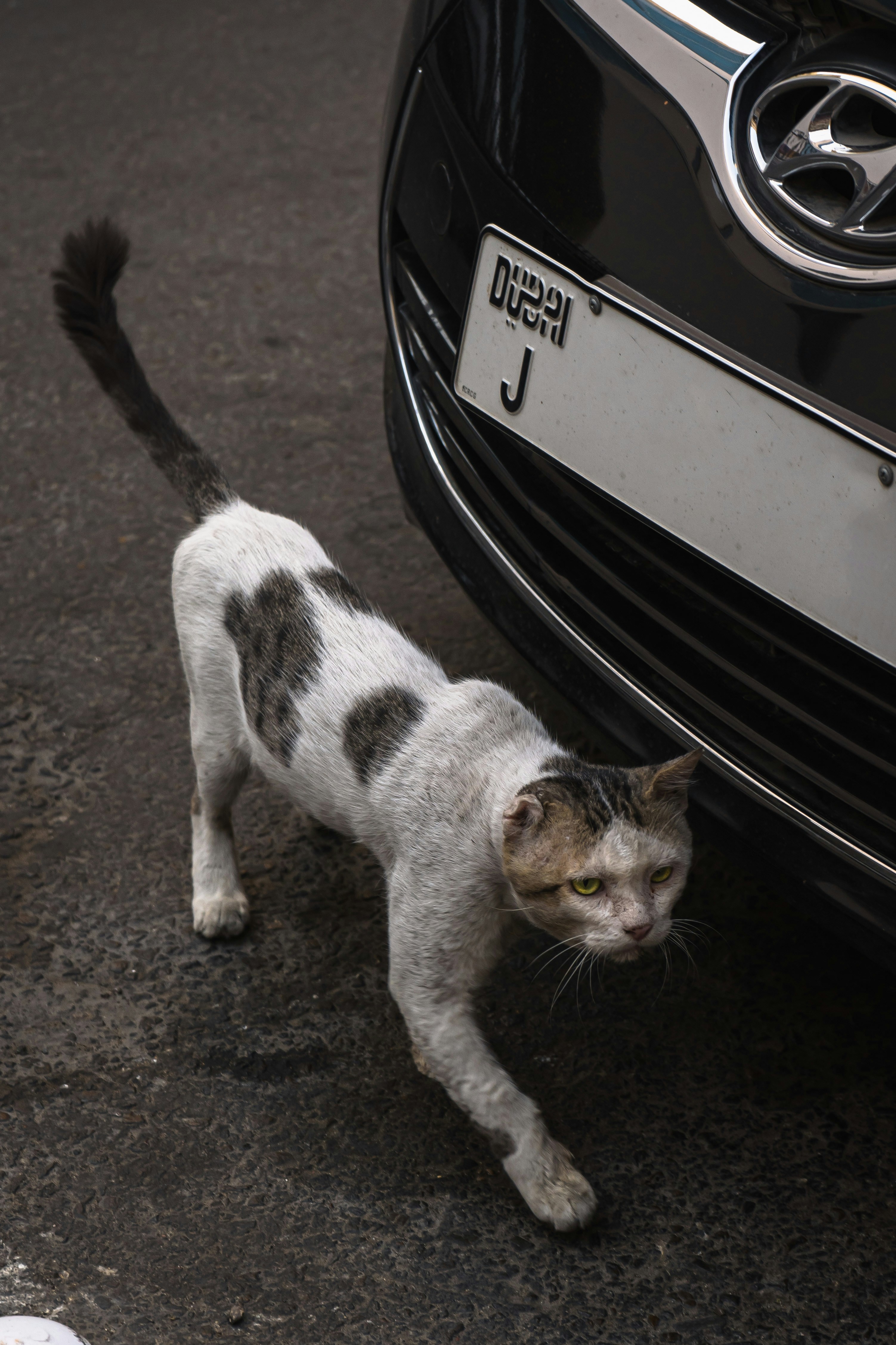 Chrome Rendezvous: a gray-and-white cat threads past a parked car