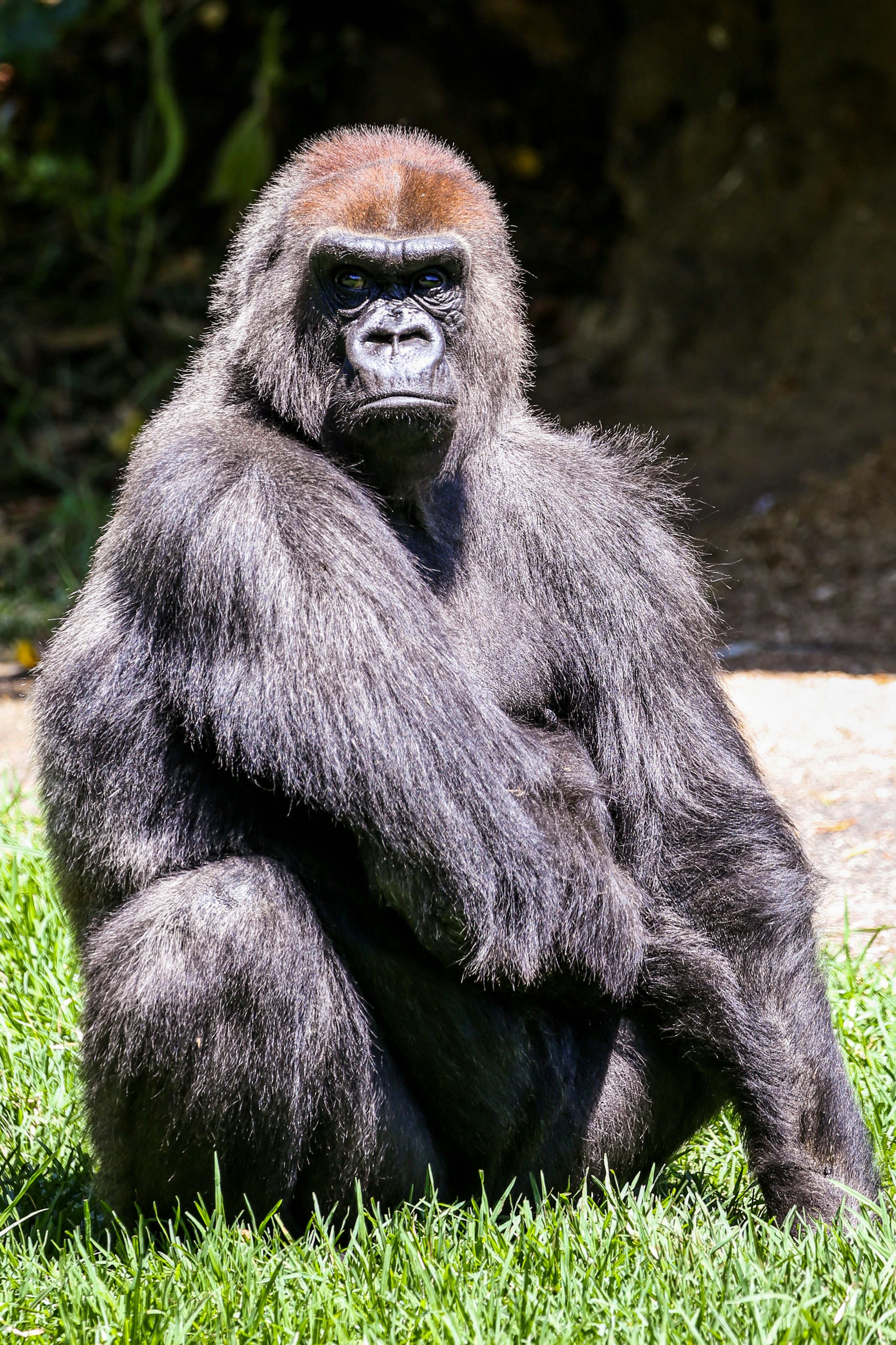 Gorilla sitting on grass under bright sunlight, displaying a contemplative expression.