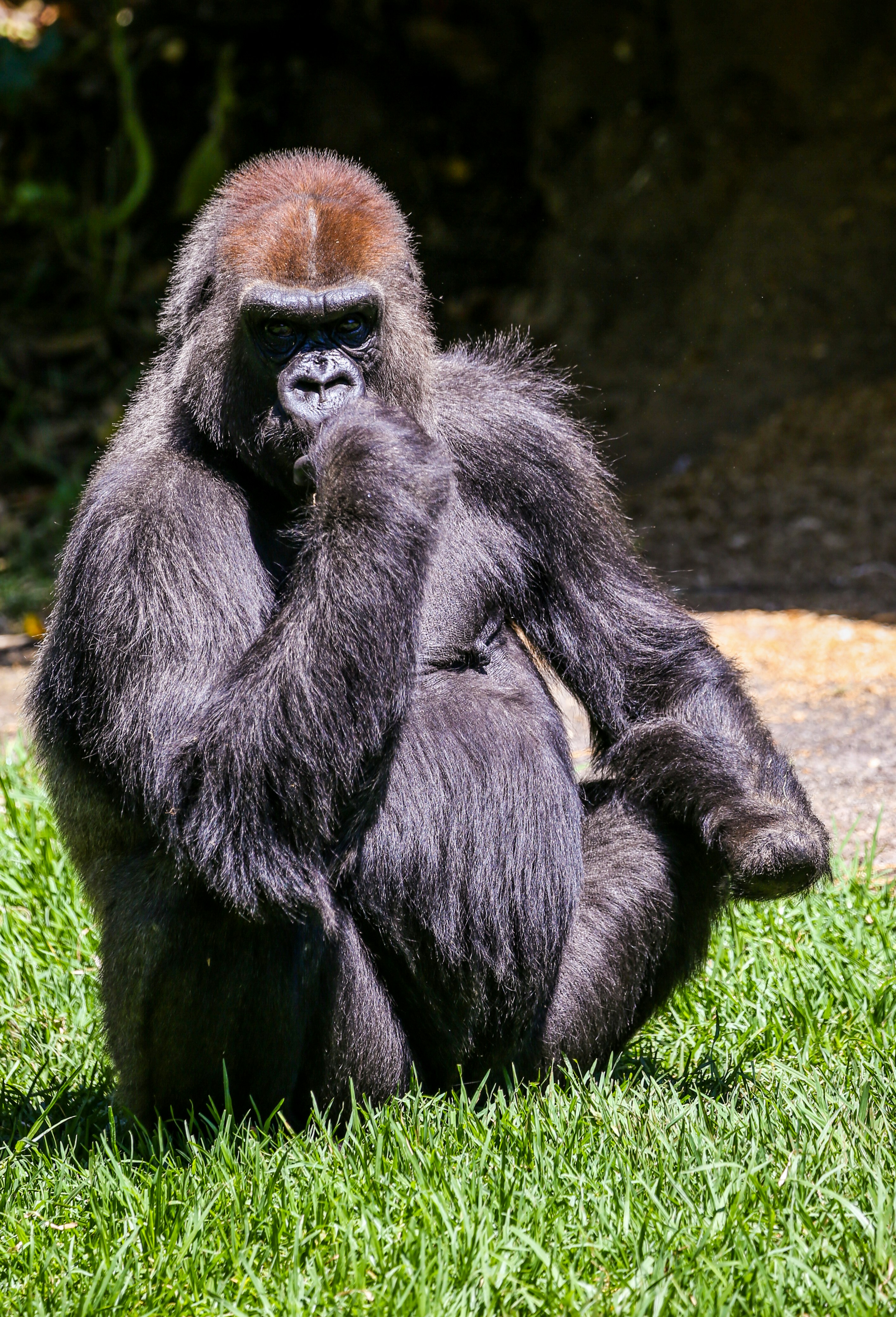 Gorillas Pictures | Download Free Images on Unsplash
