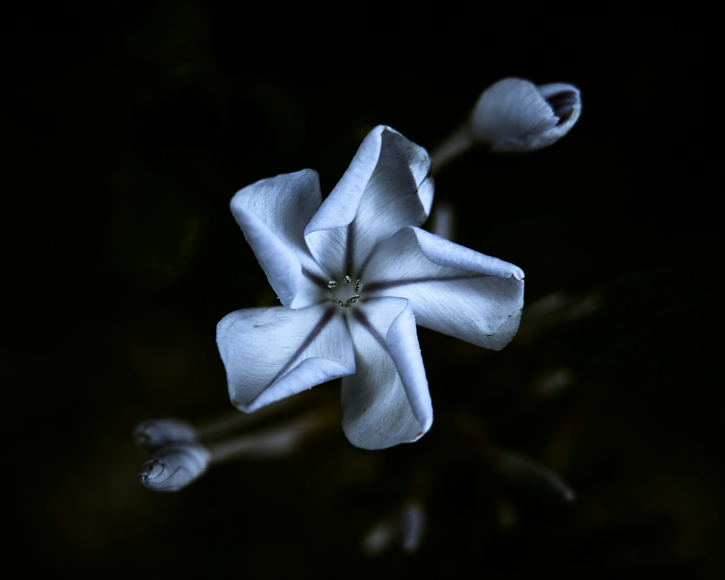 Blue flower close up
