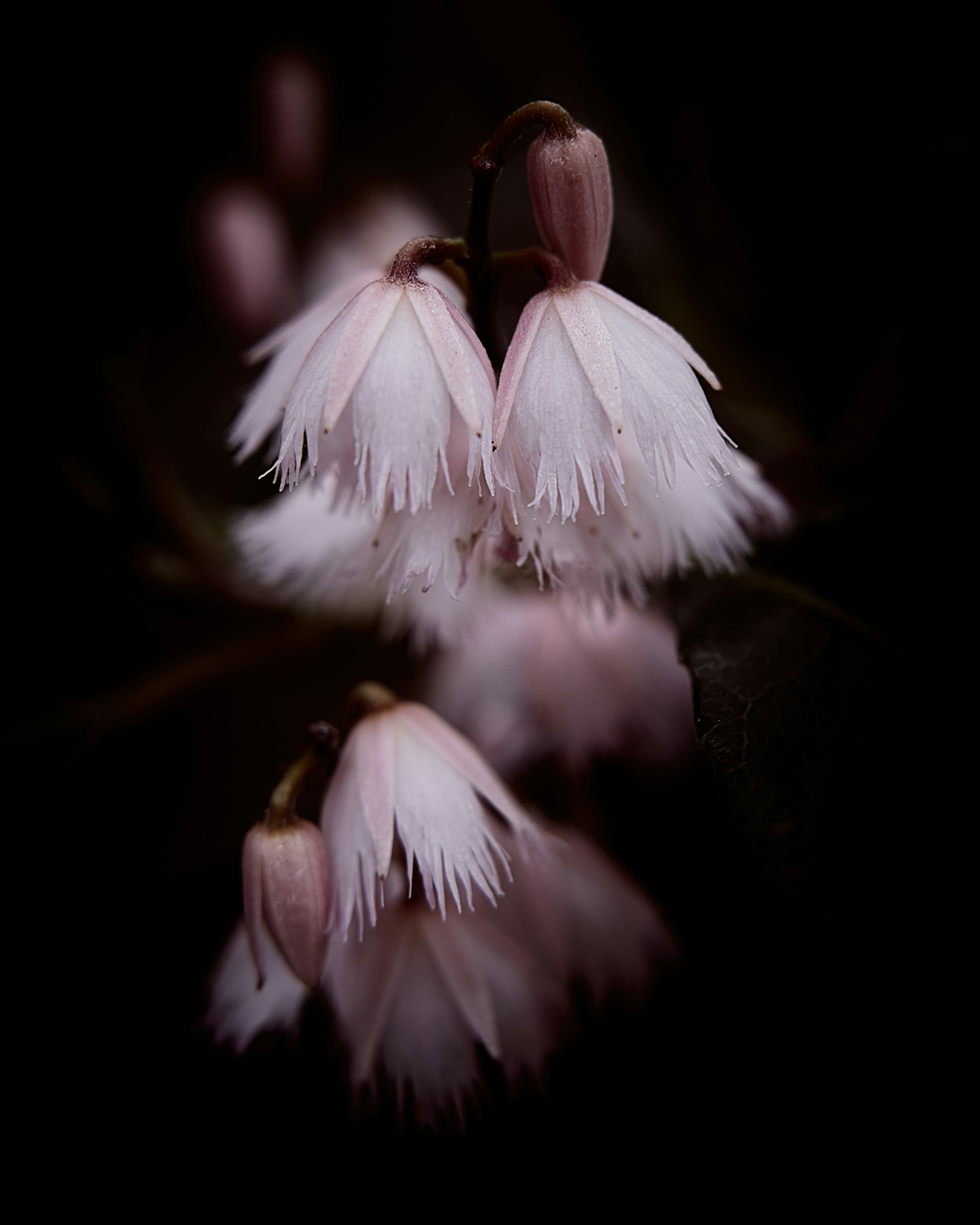 Whispered Fringe: a Macro Portrait of Pale Cherry Blossoms in Velvet Darkness