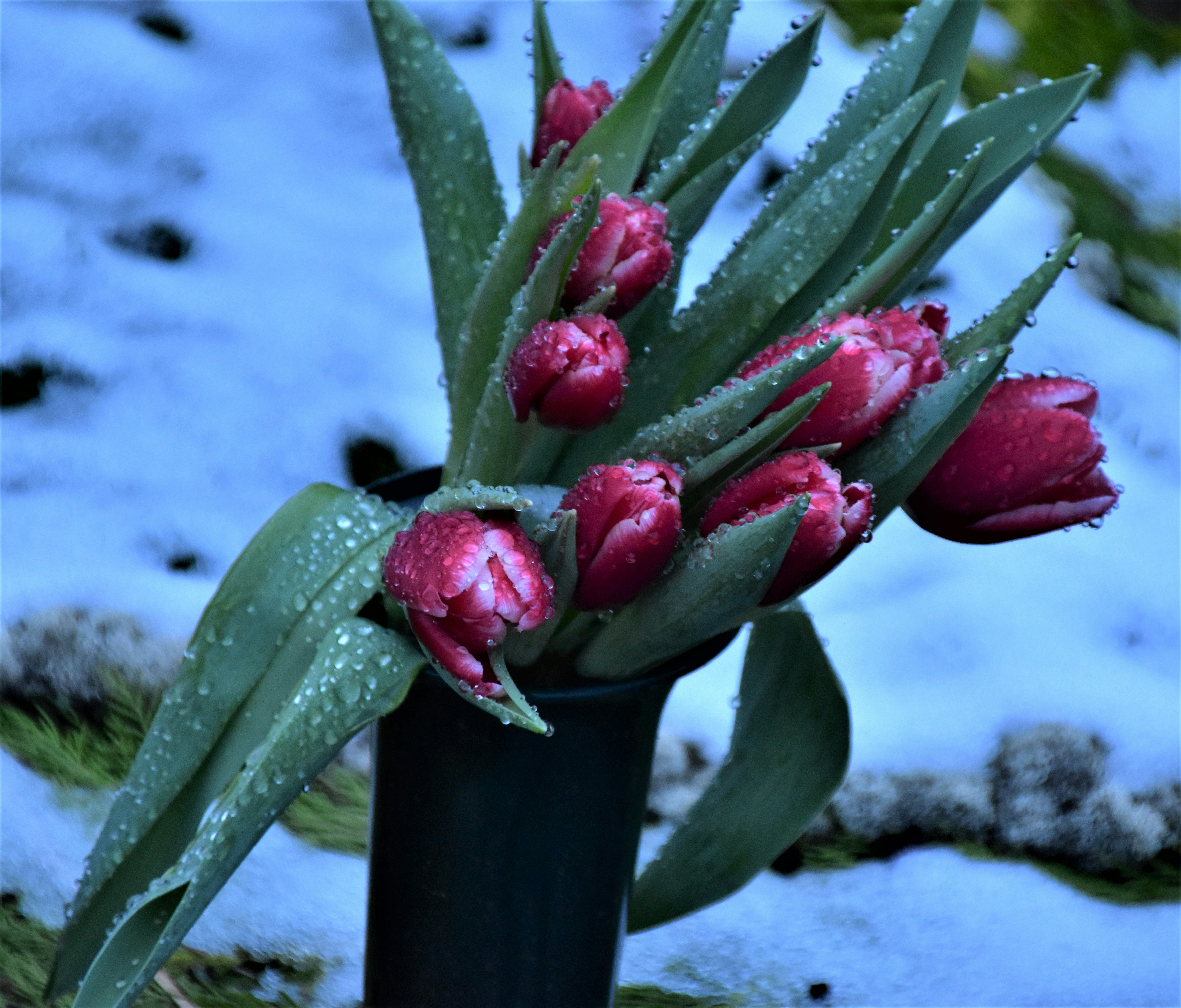 Vibrant pink tulips adorned with droplets, emerging from a black vase against a backdrop of melting snow.