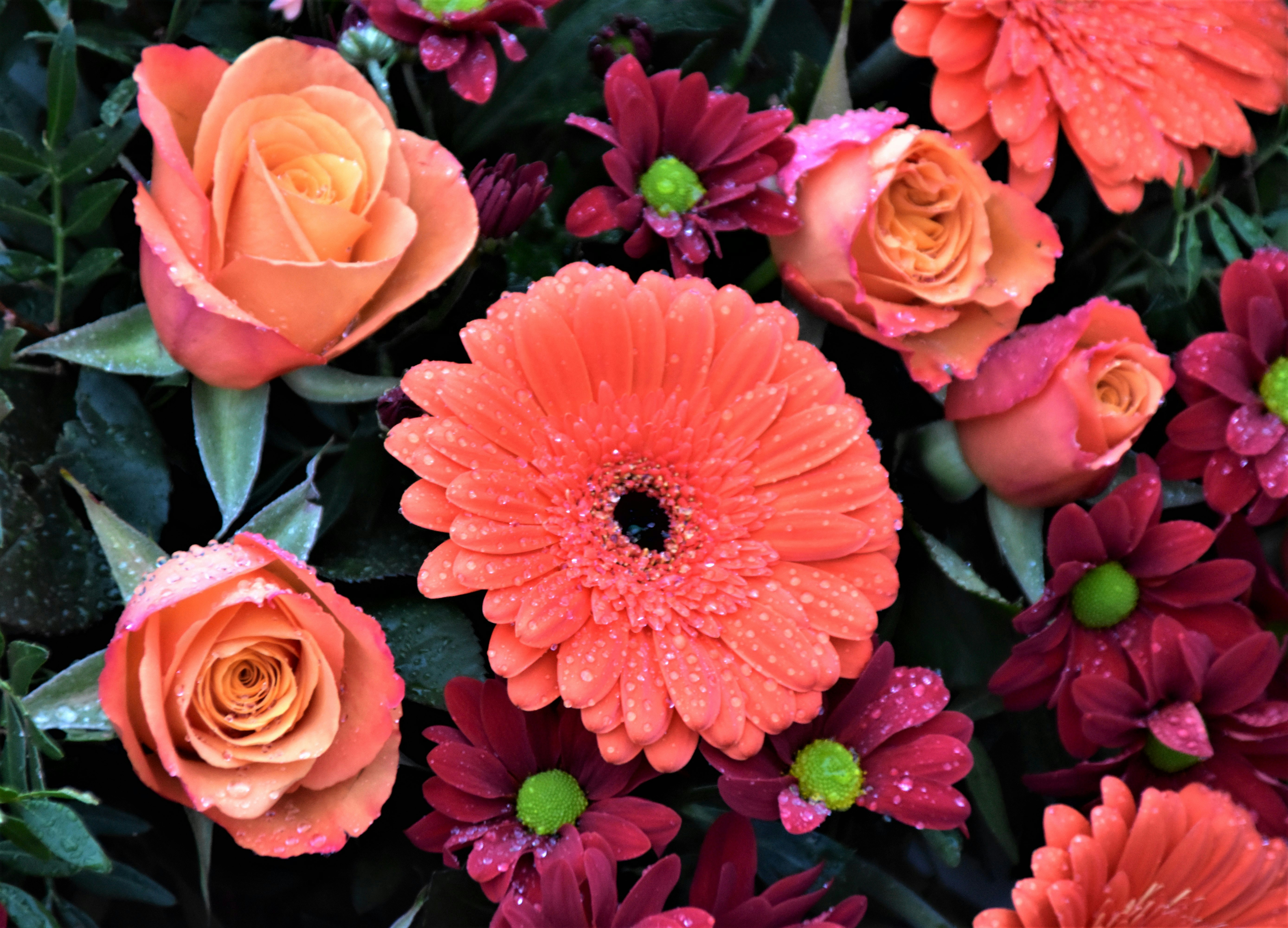 Dew-Kissed Center: An Orange Gerbera Anchored by a Rosy Floral Mosaic