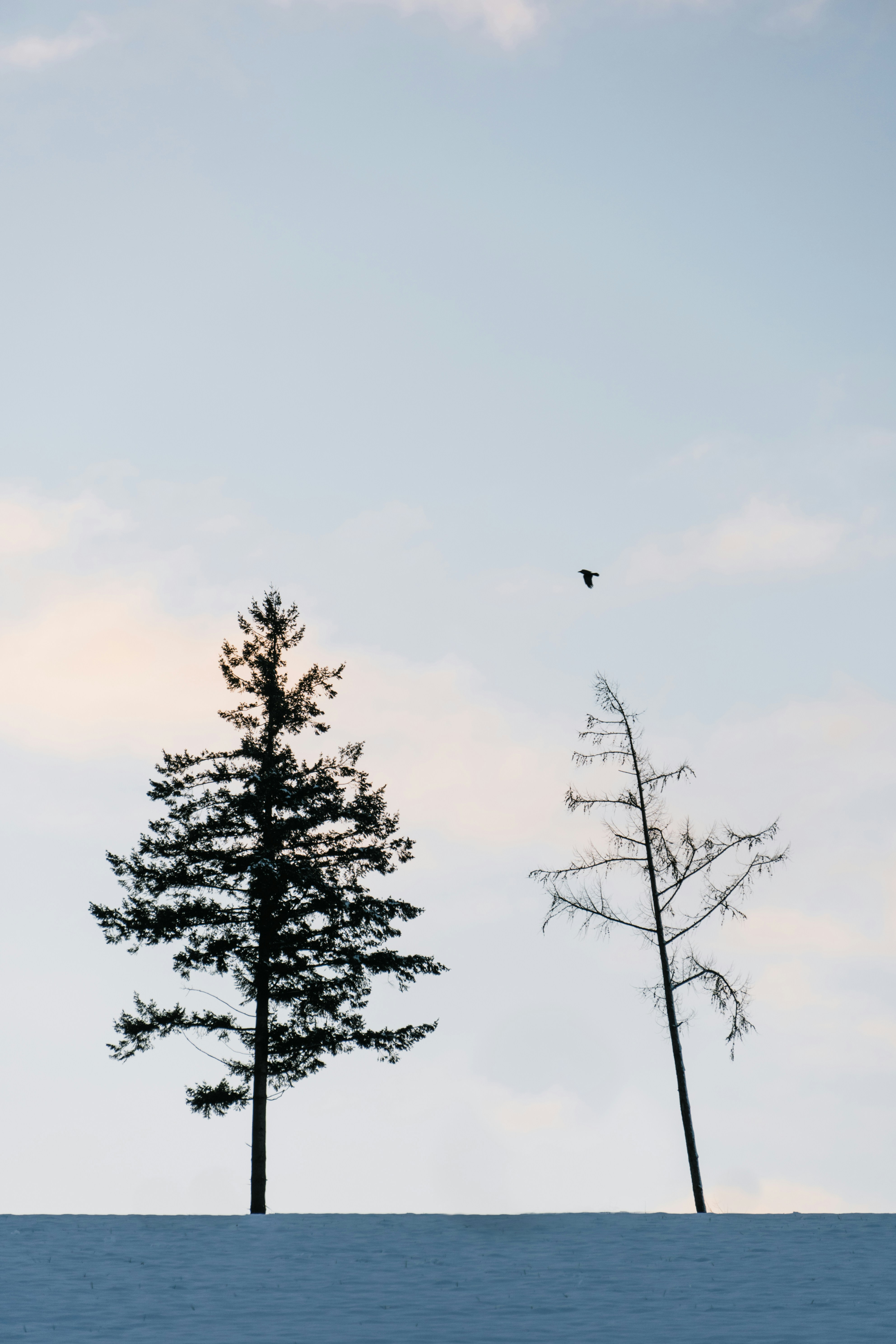 Two silhouetted trees stand on a snowy horizon, with a bird soaring above them under a soft, pastel sky.