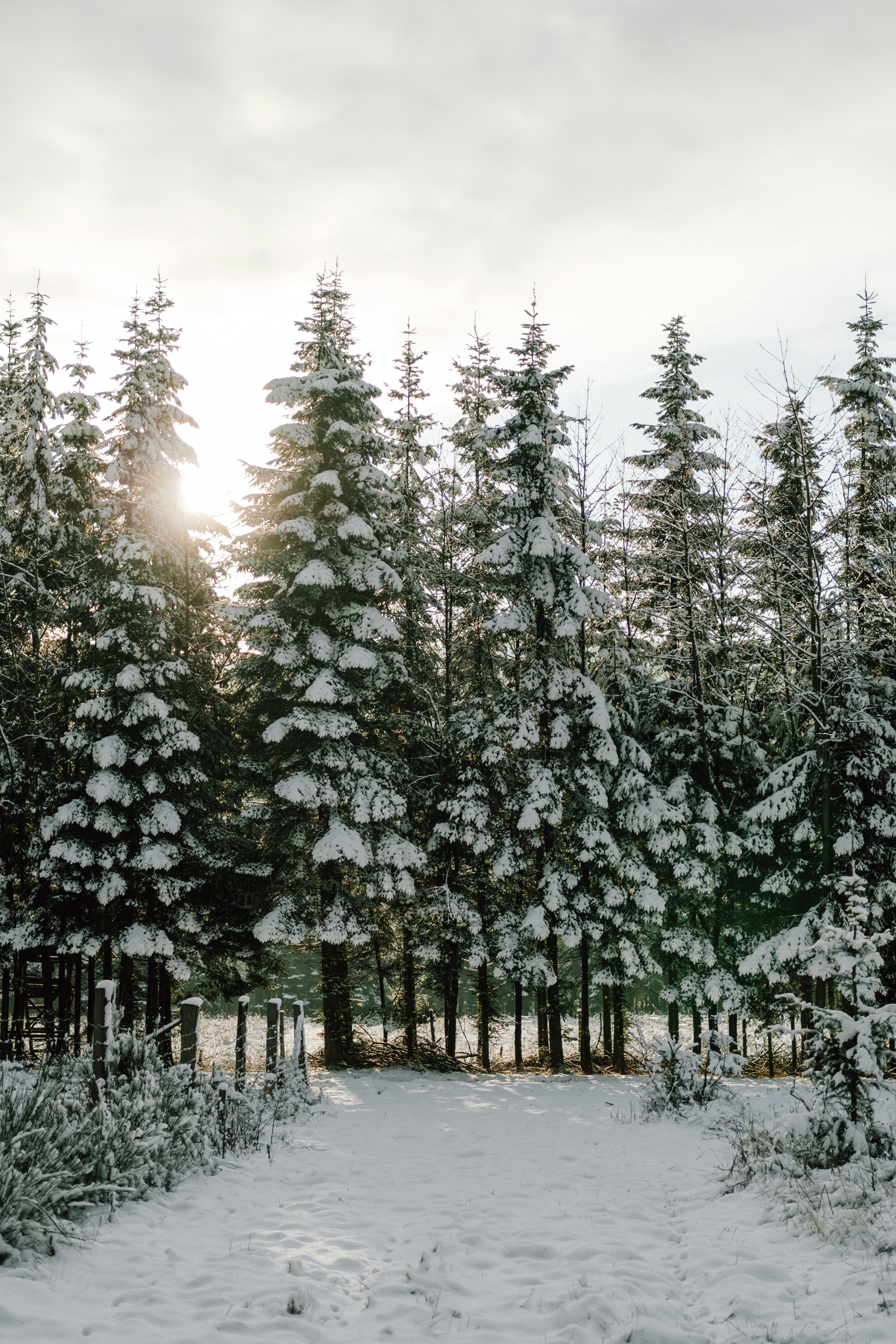 Pine Forest Snow