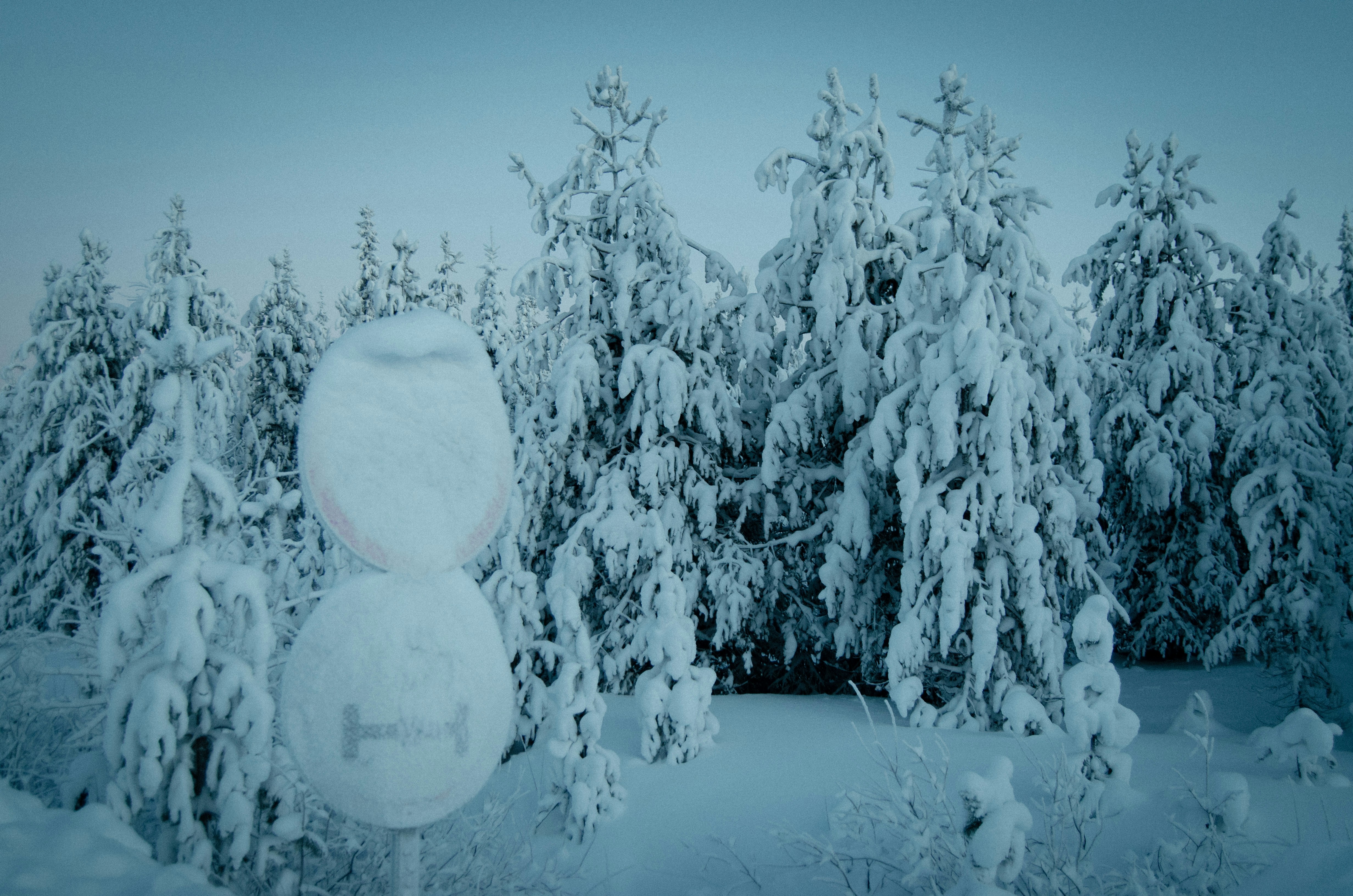 Snowbound Snowman Duo in a Conifer Forest