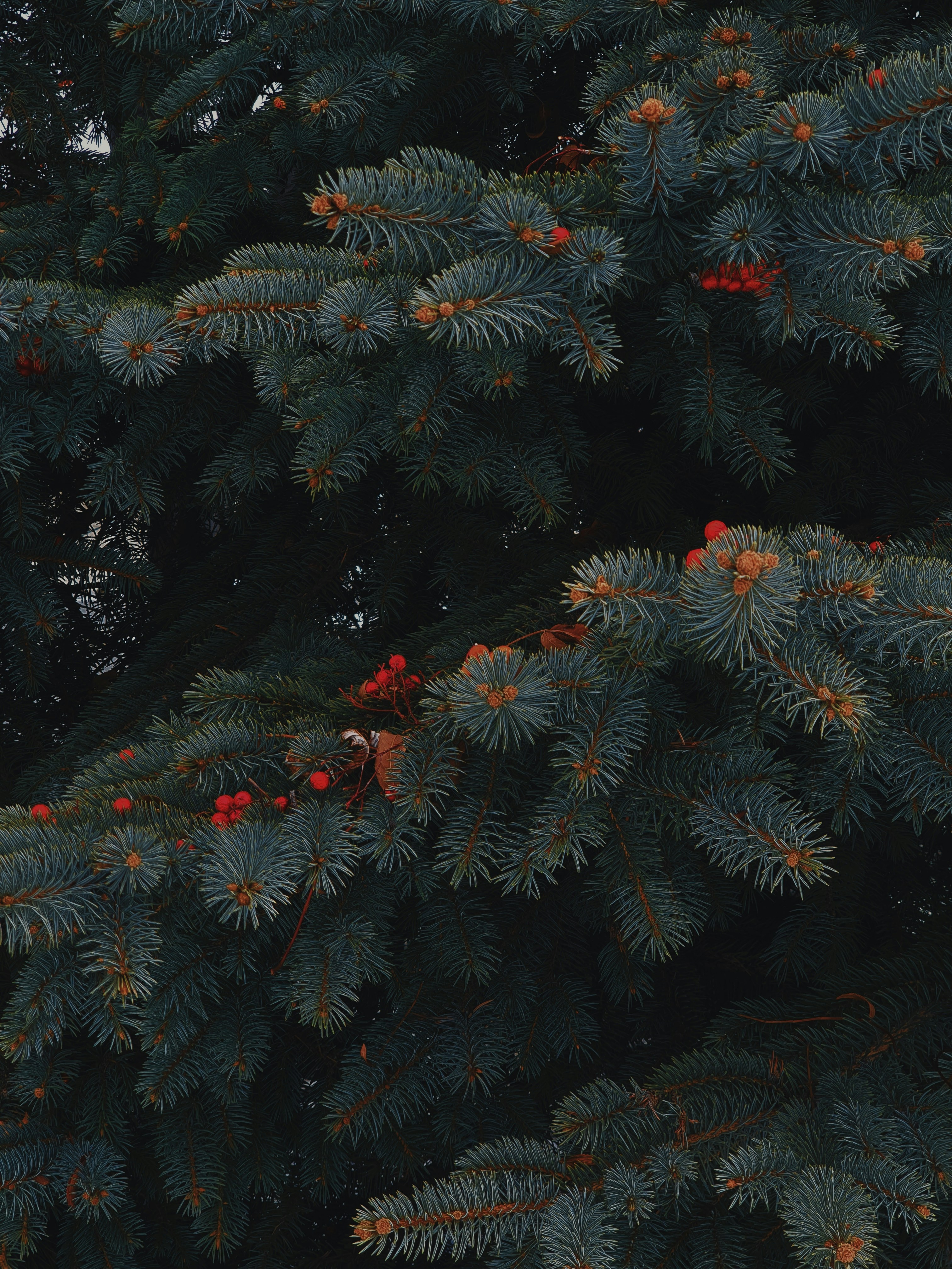 Whispering Needles: Dark Blue Spruce with Reddish Berries