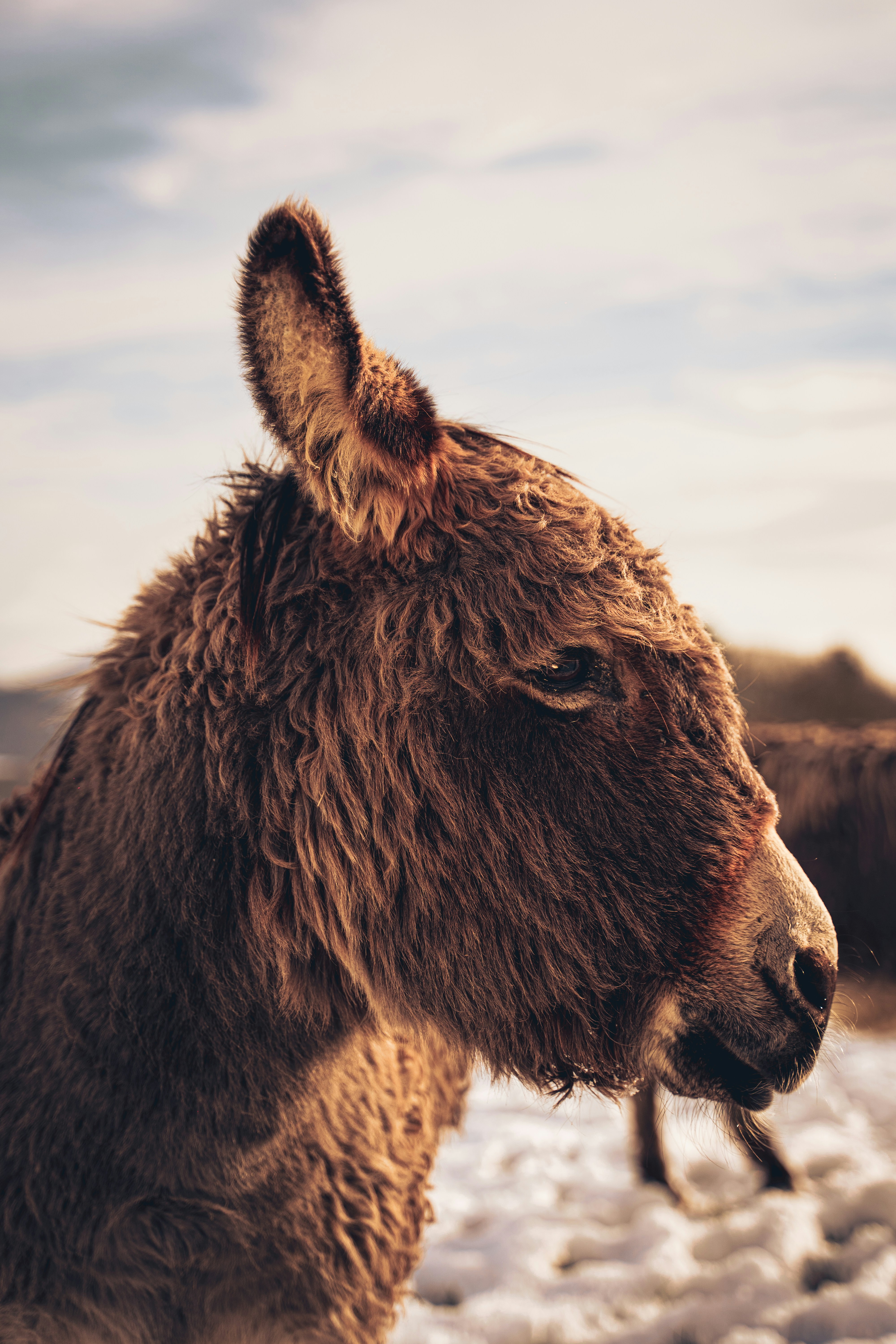 Burro Pictures | Download Free Images on Unsplash