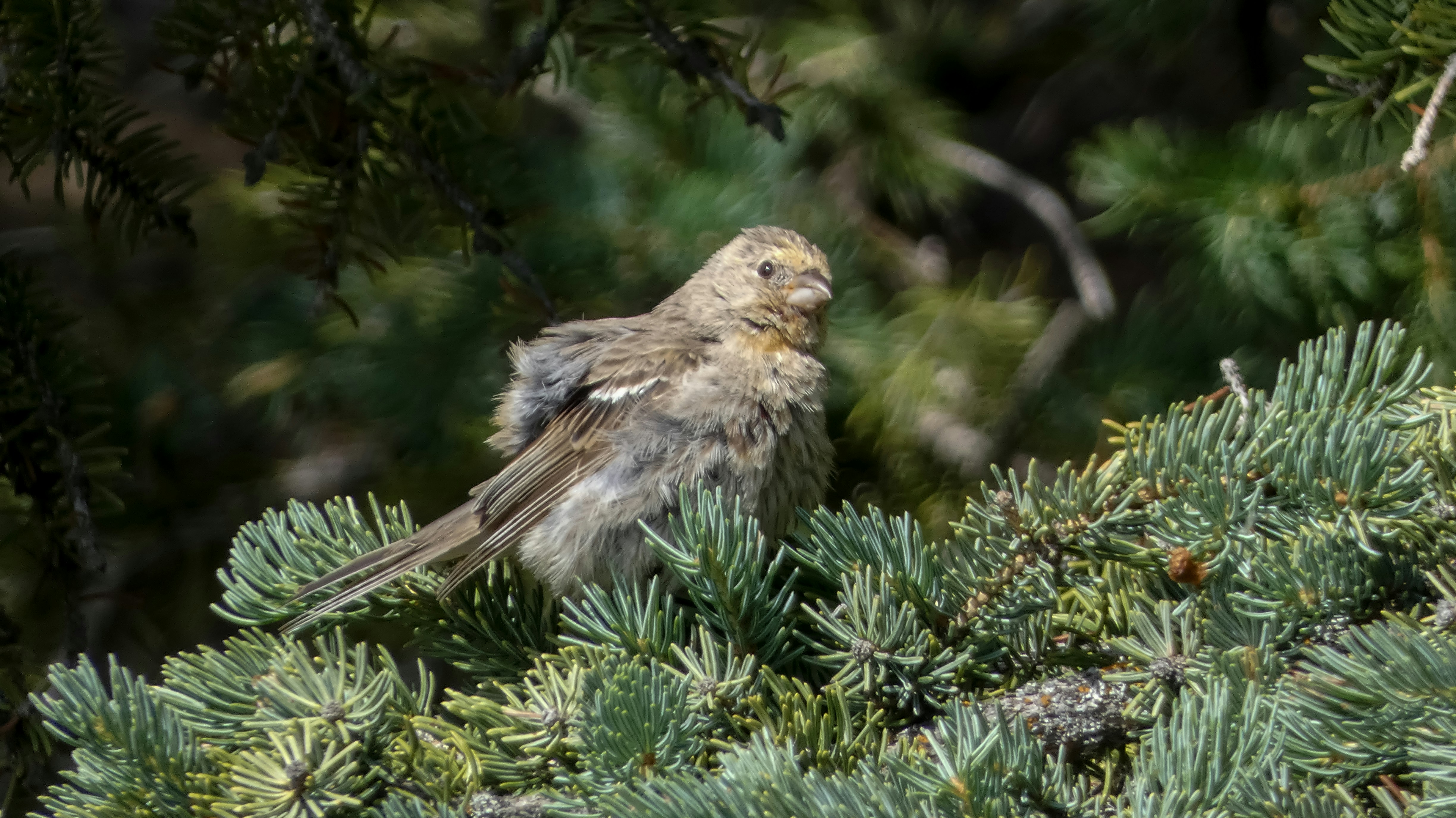 Small finch perches among blue spruce needles, with soft light highlighting its muted plumage. The scene captures a quiet moment of avian life within a conifer backdrop.