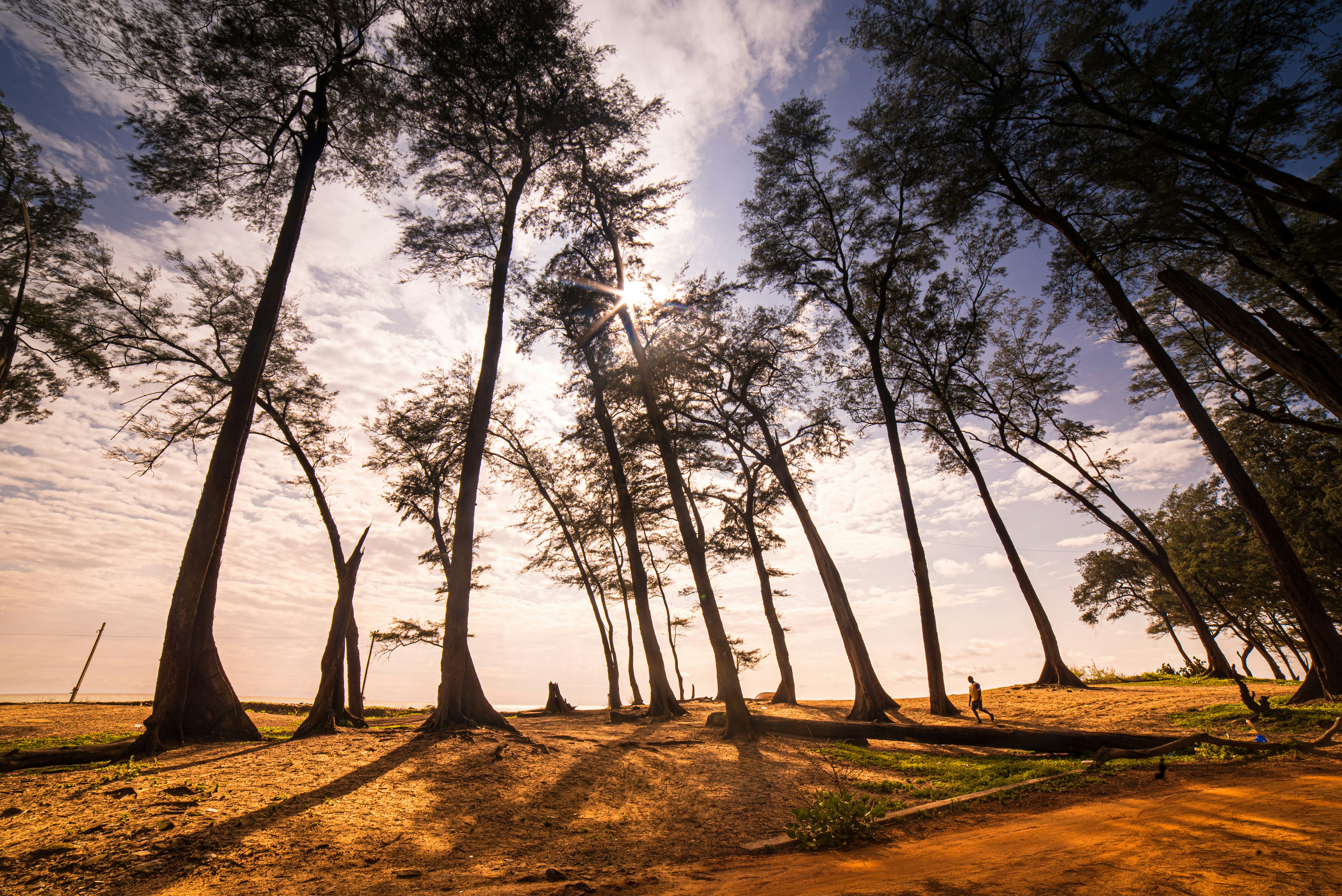 Sunlight filtering through tall pine trees on a sandy beach, casting elongated shadows on the ground.