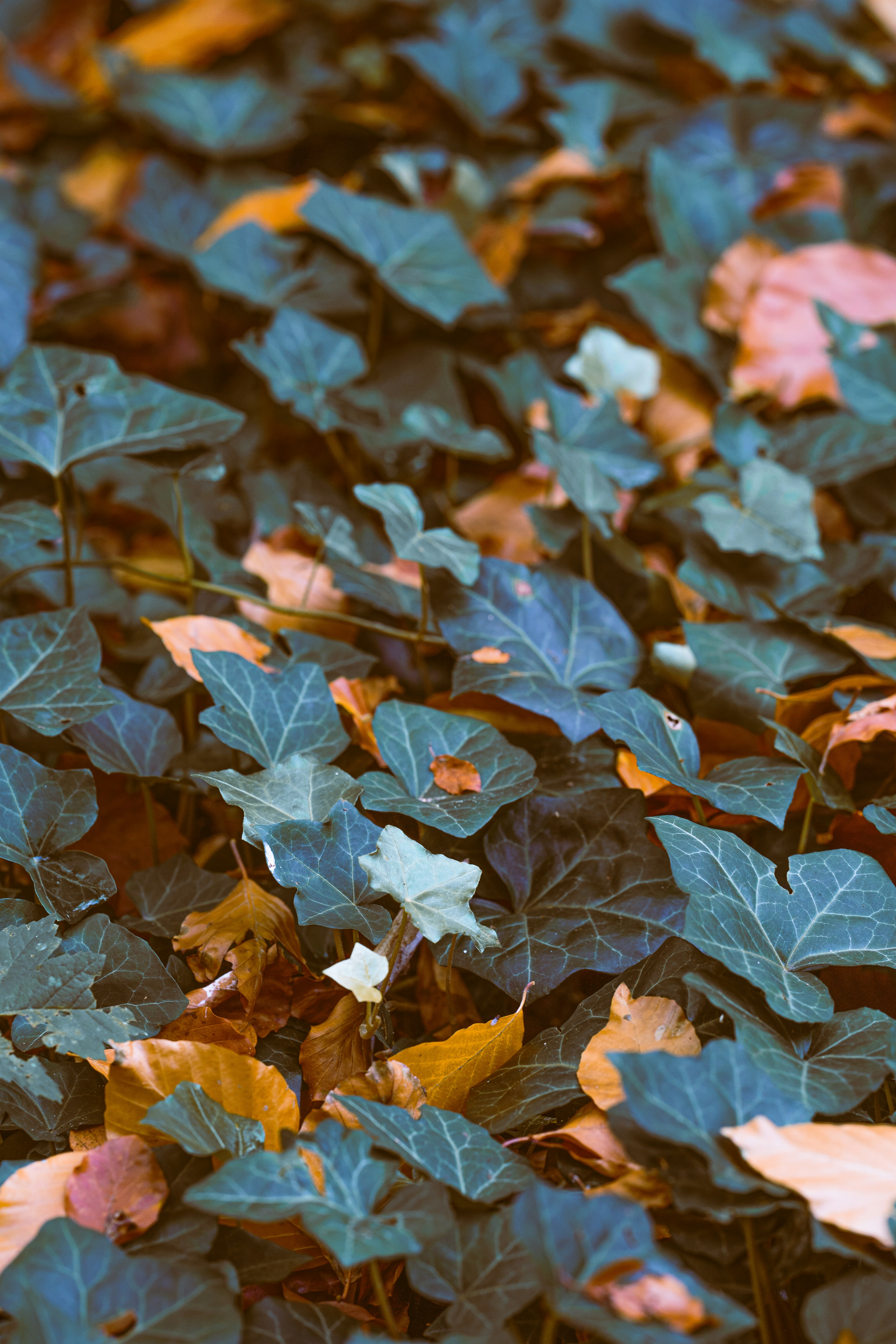 A vibrant carpet of ivy leaves interspersed with autumn hues, showcasing nature's seasonal transition.