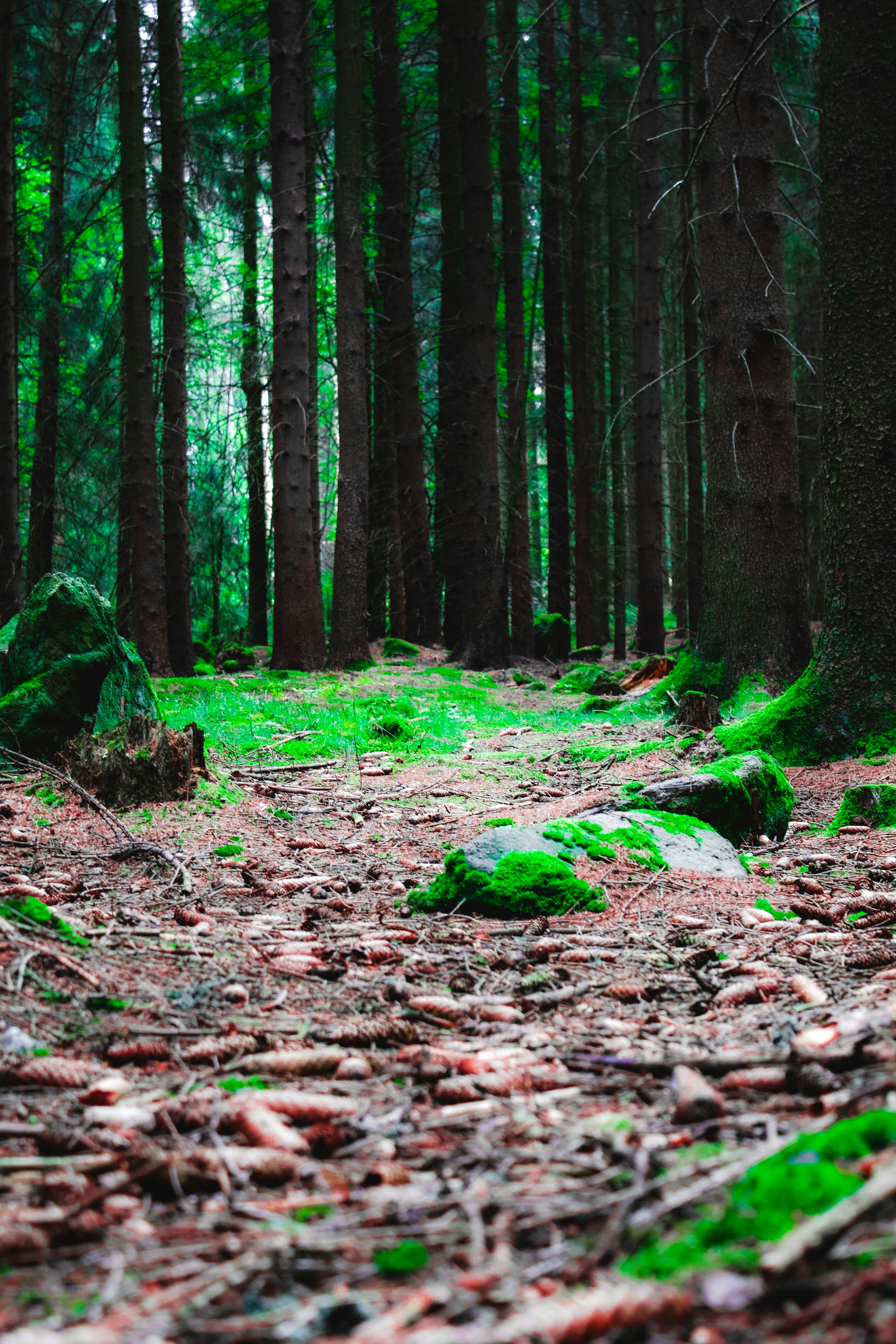 Emerald Trail Through a Pine Cathedral