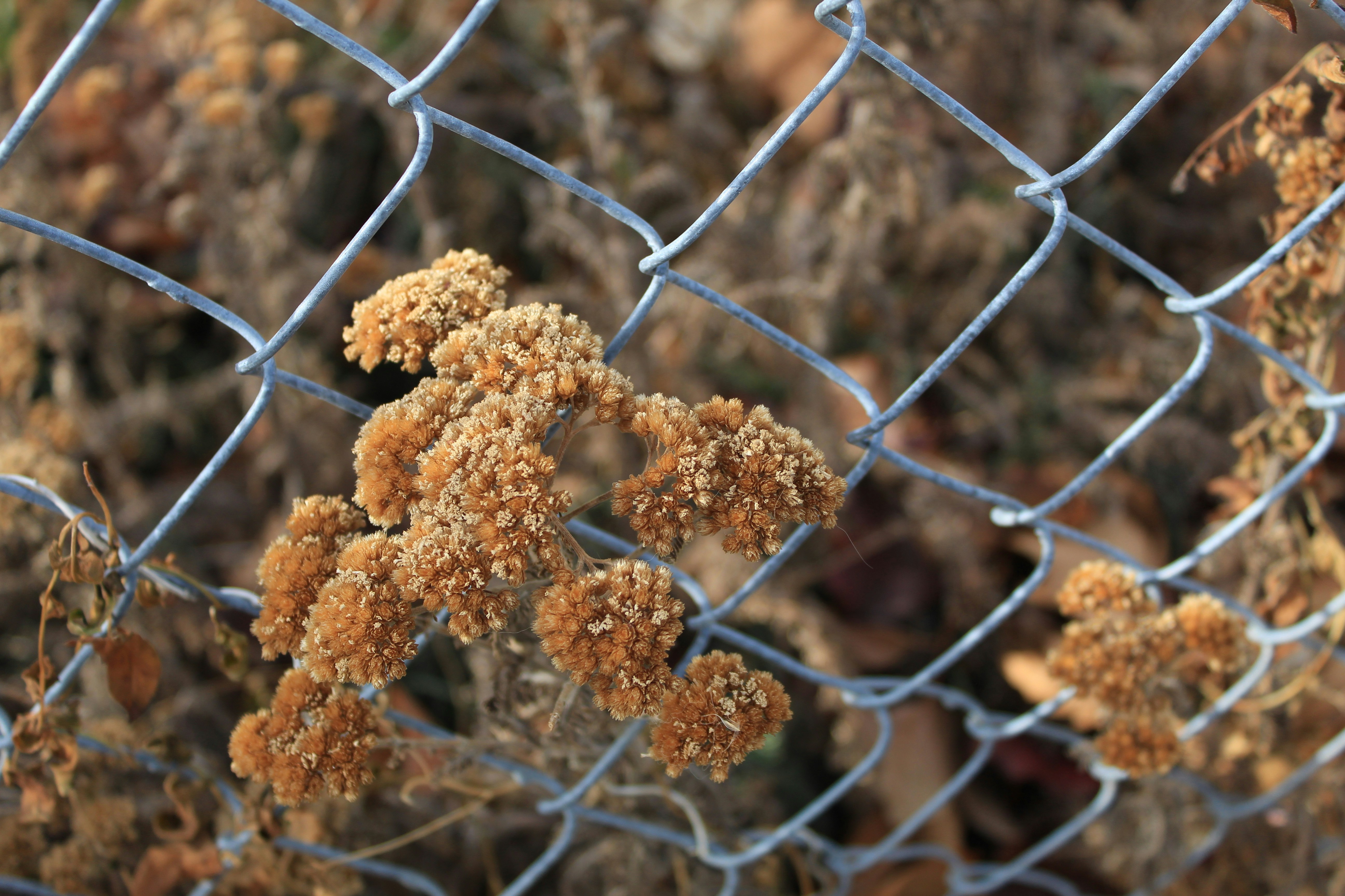 Seed Heads Tangled on a Weathered Chain-Link Fence