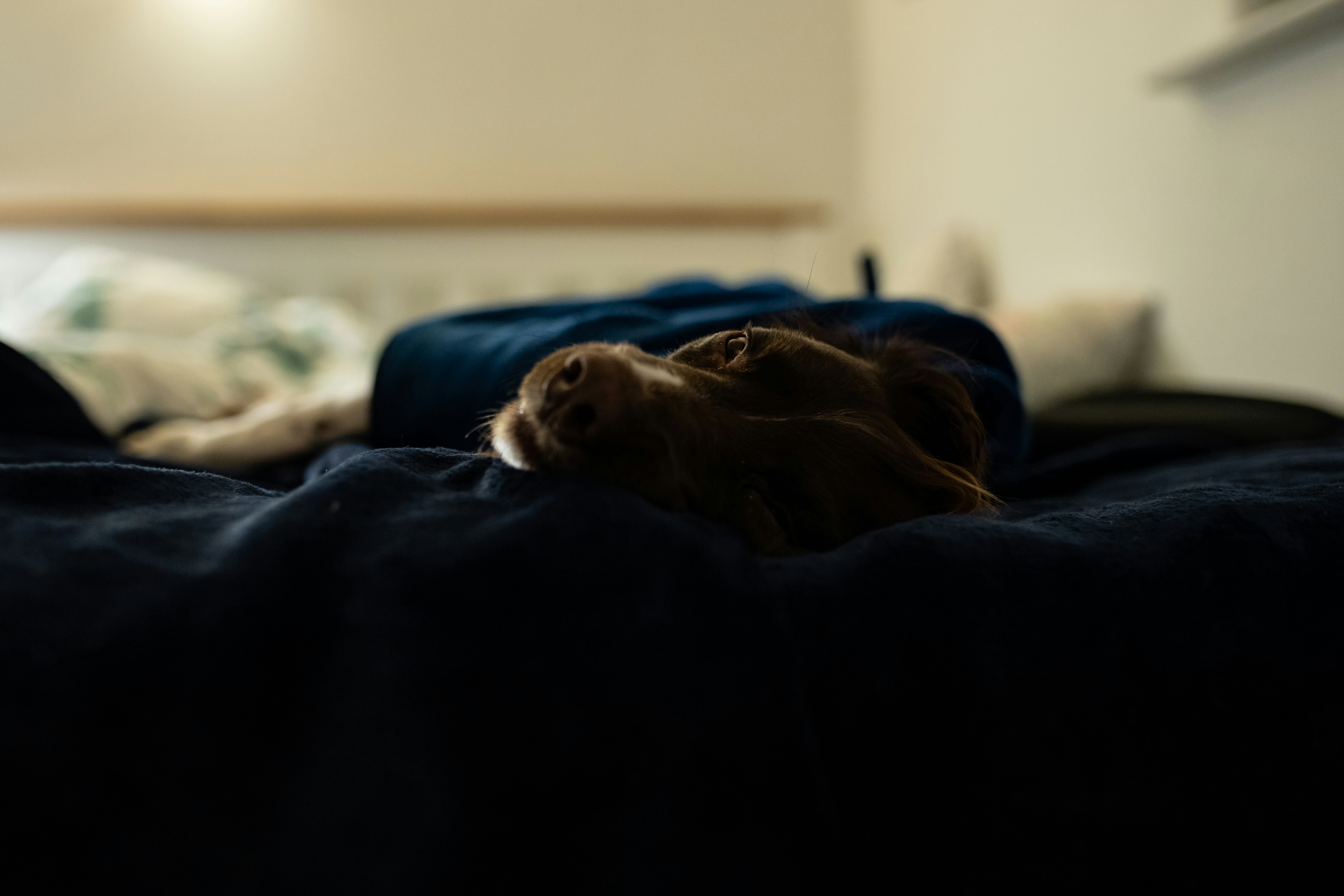 A dog resting peacefully on a bed, surrounded by soft bedding and ambient light, evoking a sense of calm and comfort.