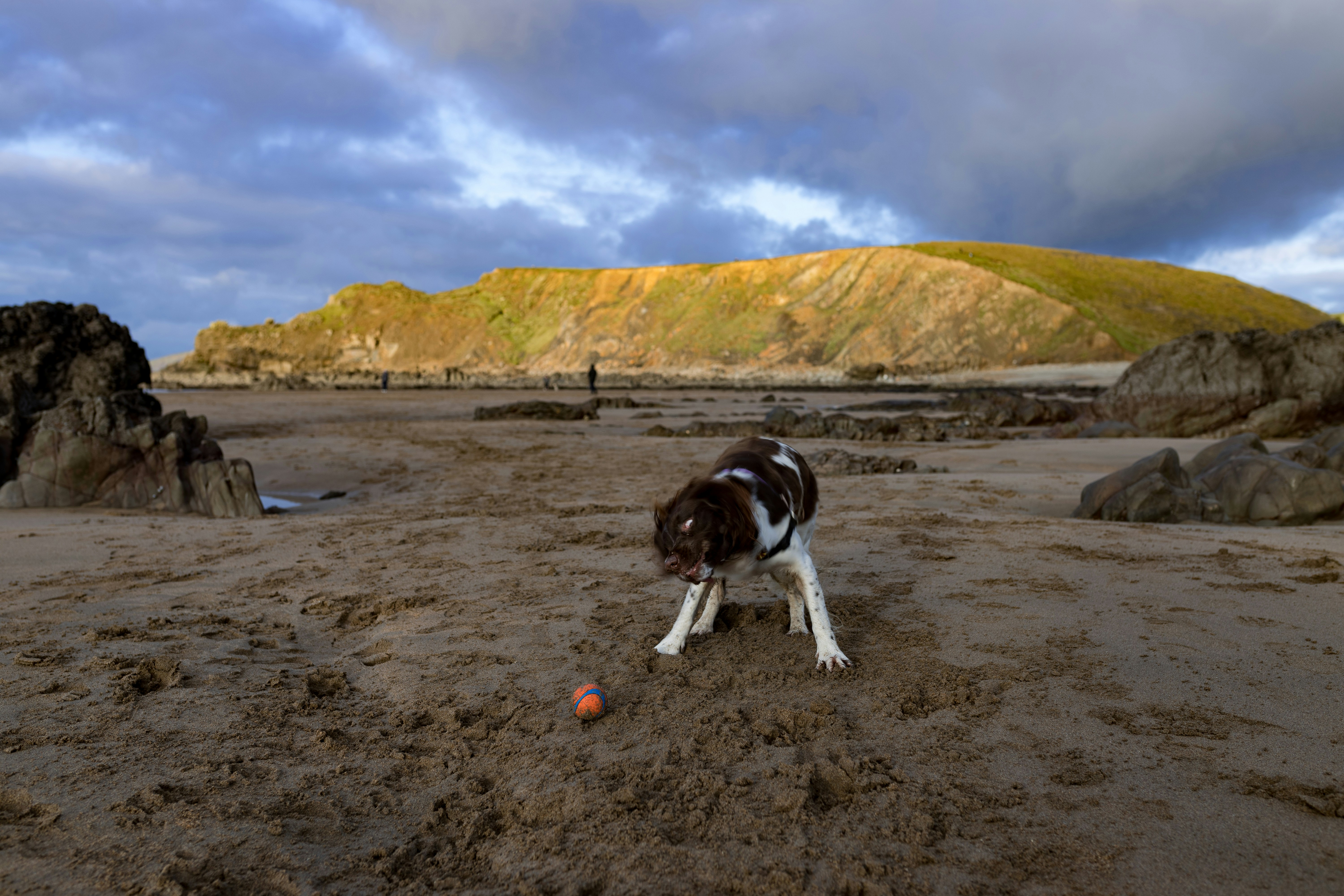 Golden Hour on a Wind-Swept Beach: The Dog and the Orange Ball
