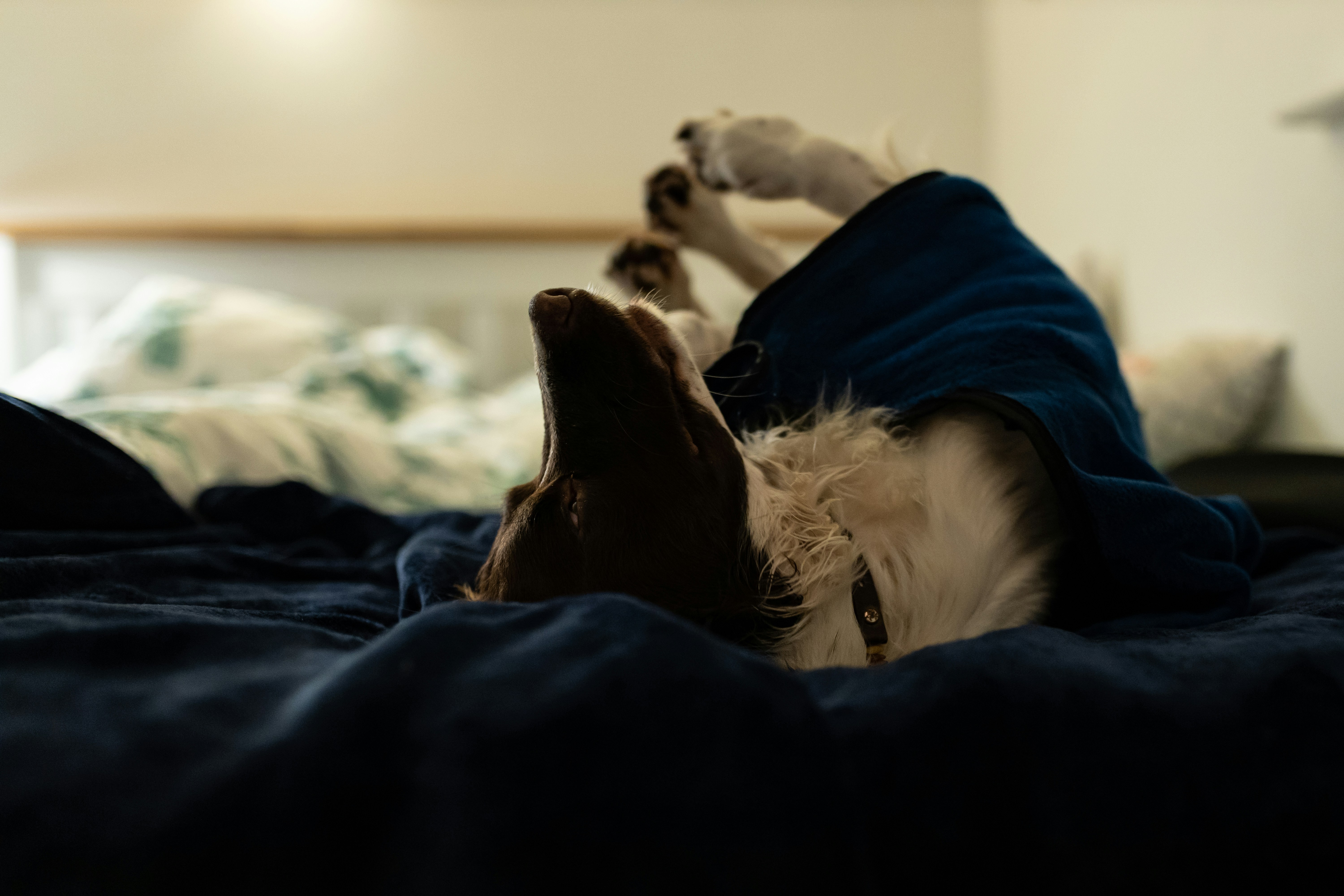 A playful dog sprawled on a bed, wrapped in a blue blanket, showcasing its relaxed demeanor. The soft bedding and warm lighting create a serene atmosphere.