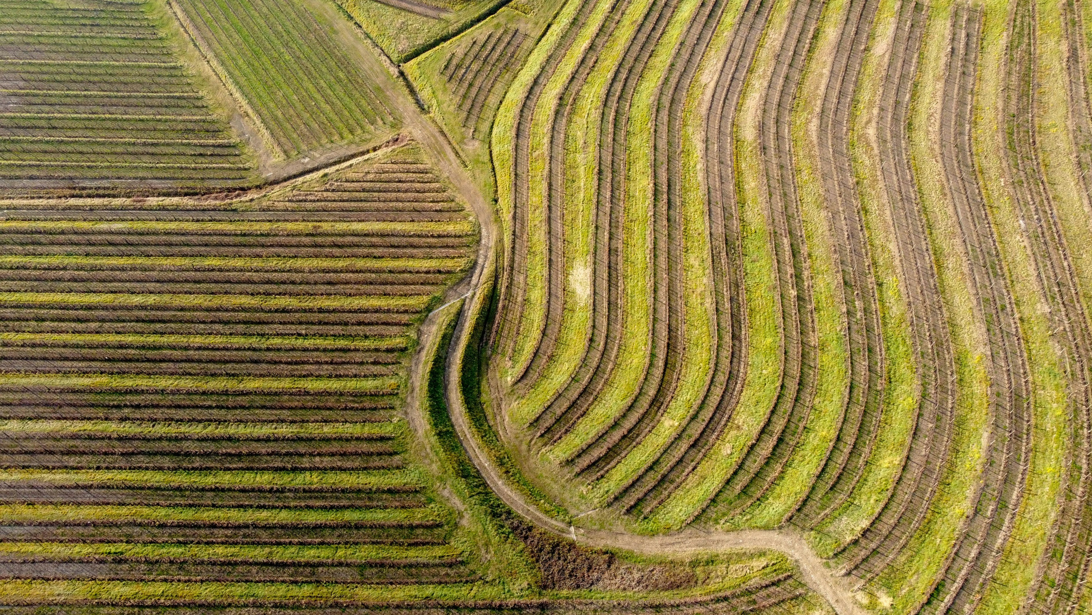 Aerial view of green field photo – Free Udine Image on Unsplash